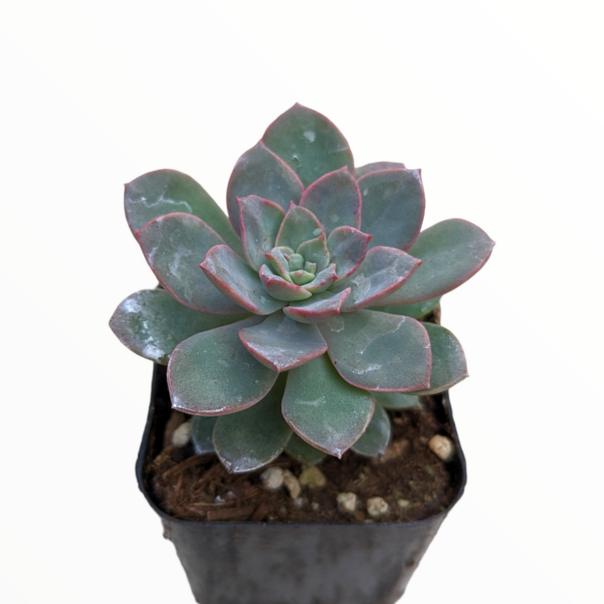 Echeveria Sp