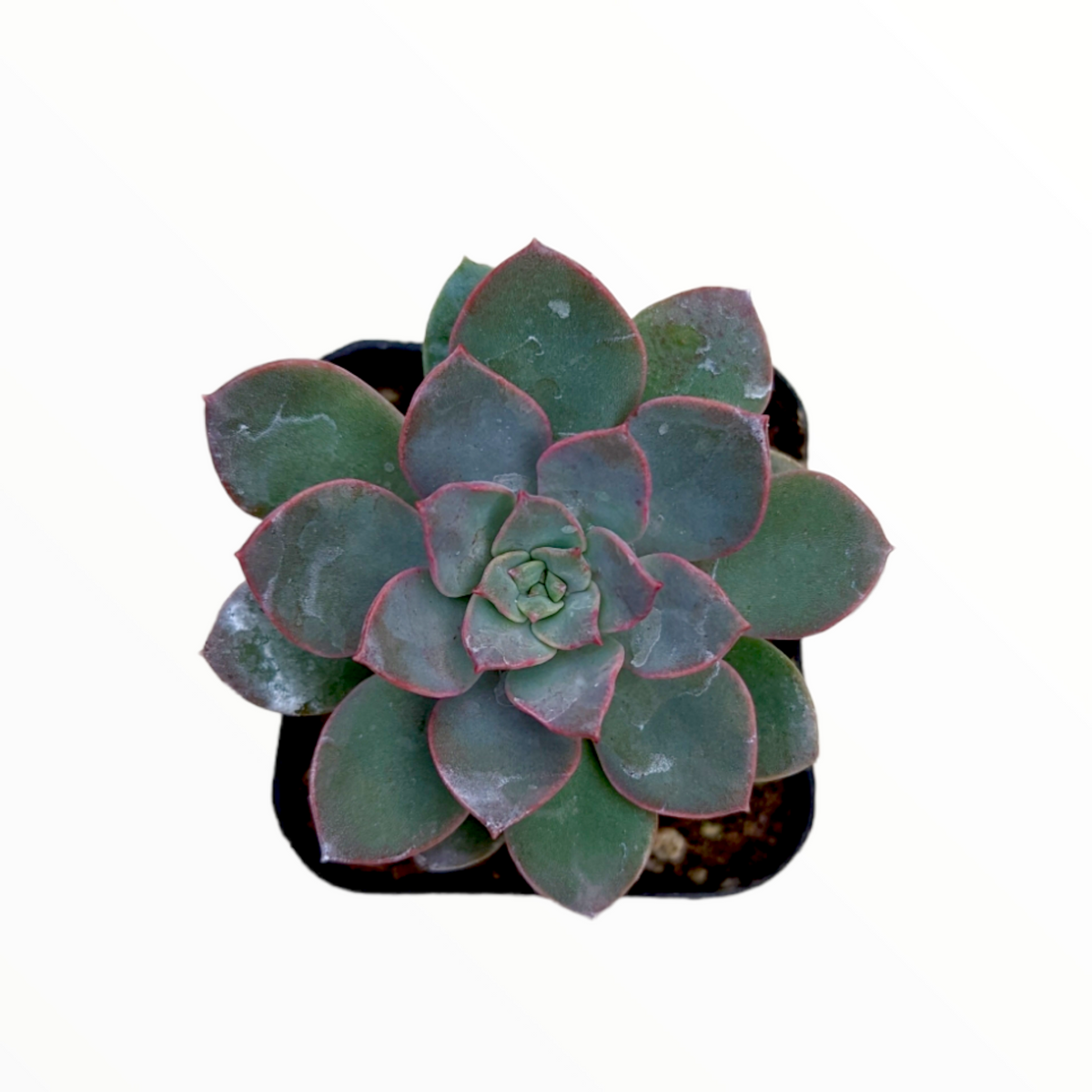 Echeveria Sp