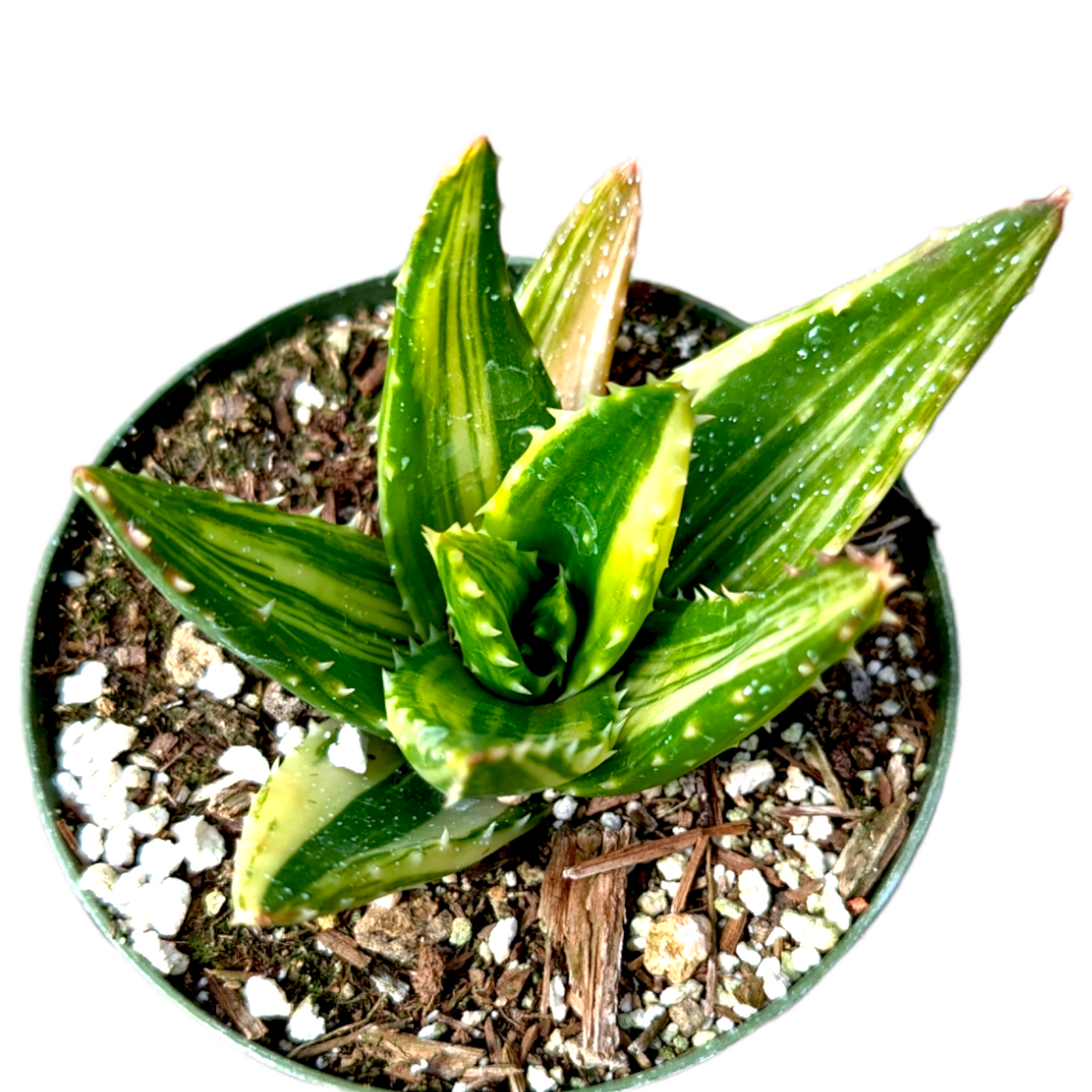 Aloe perfoliata - Mitre Aloe, Rubble Aloe