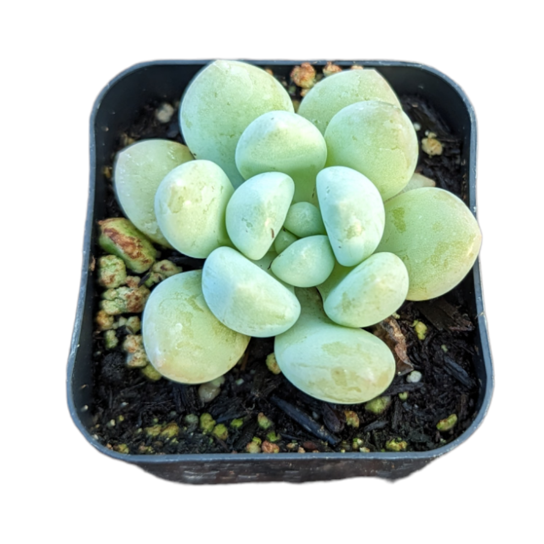 Graptosedum Miul