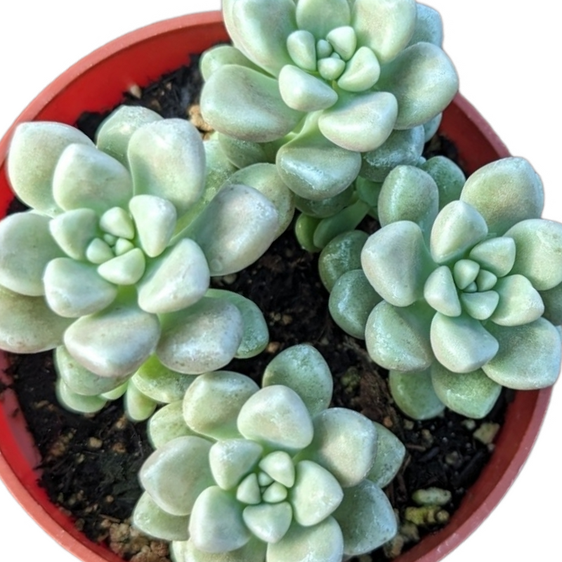 Graptoveria