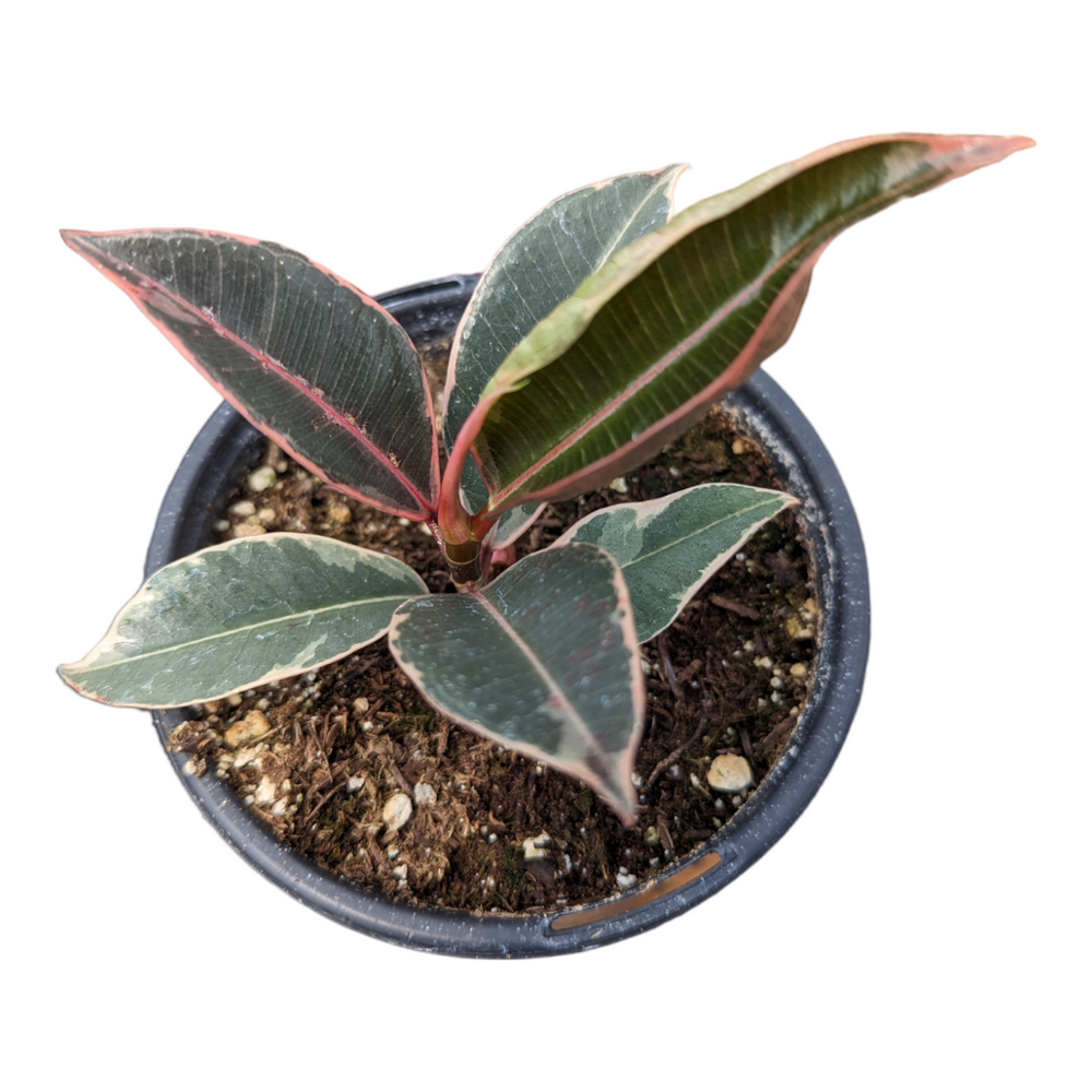 Ficus elastica Ruby - Variegated Rubber Tree