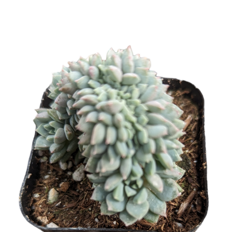 Echeveria "Chrissy and ryan" Crest