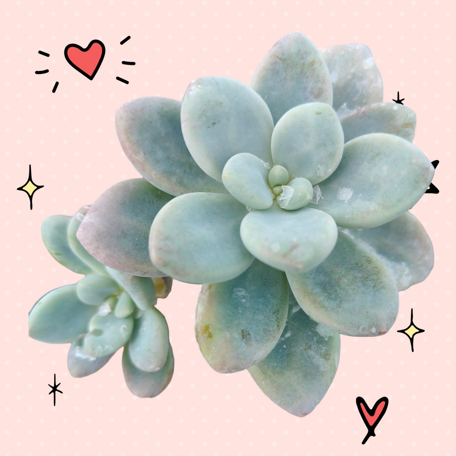 Pachyphytum cv Frevel