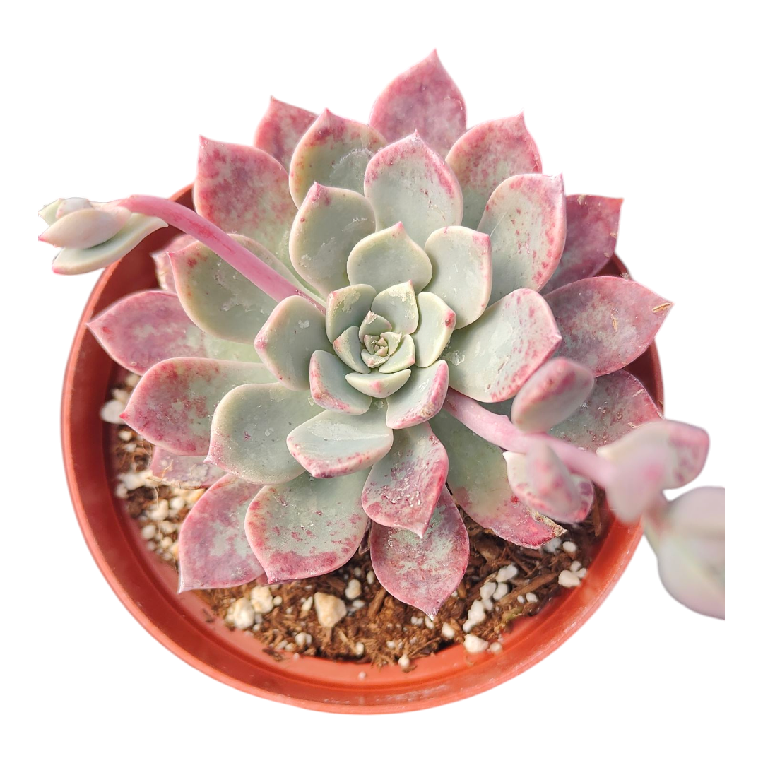 Echeveria Pink Pinwheel Hybrid [Korea]