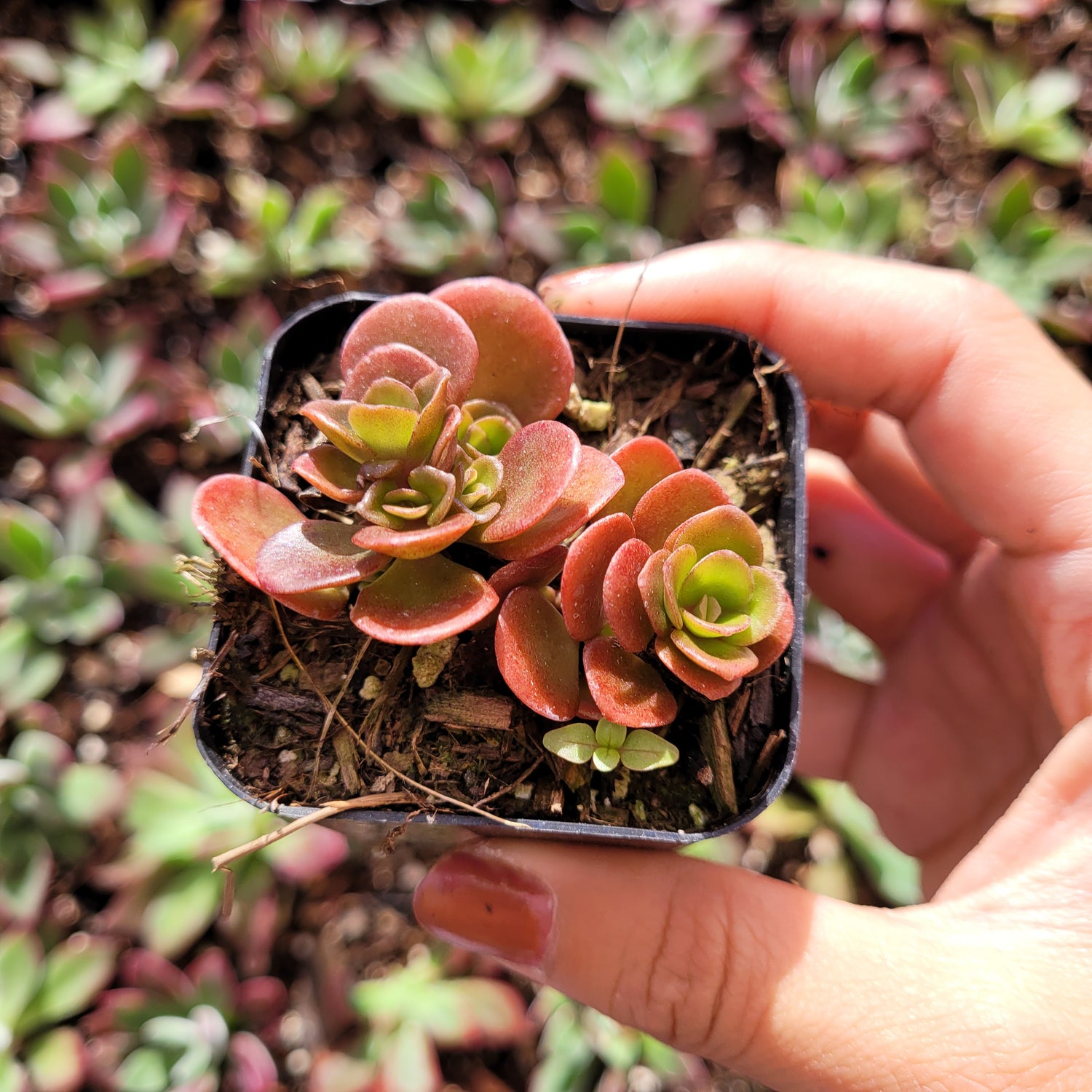 Sedum tetractinum 'Coral Reef' - Chinese Stonecrop