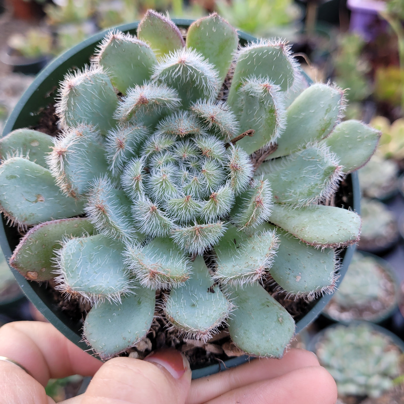 Echeveria setosa 'Mexican Firecracker'