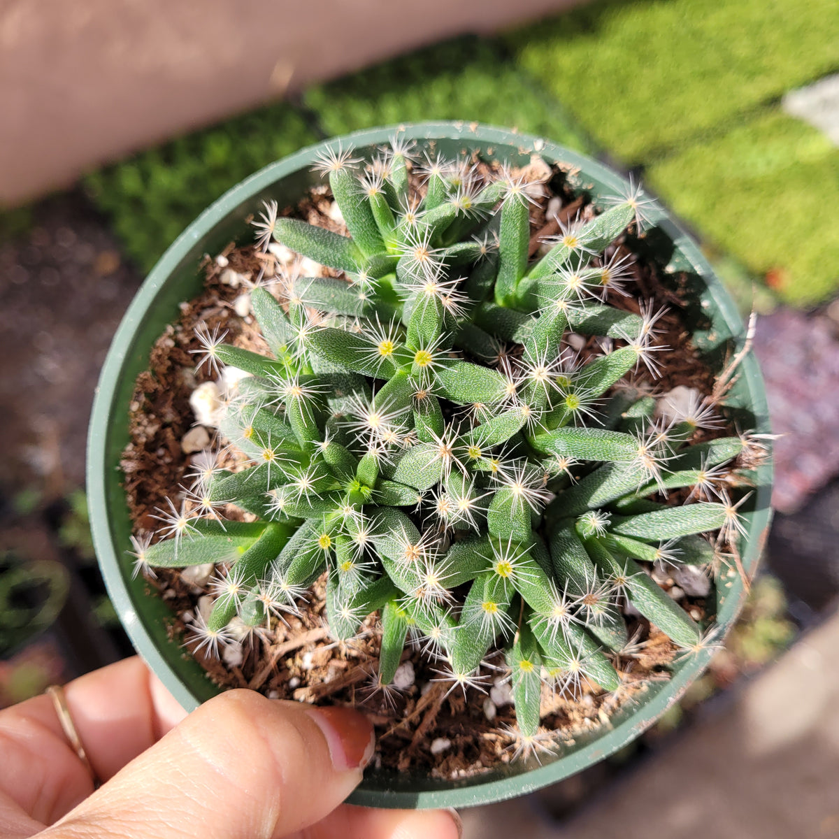 Trichodiadema densum 'Mini Desert Rose'