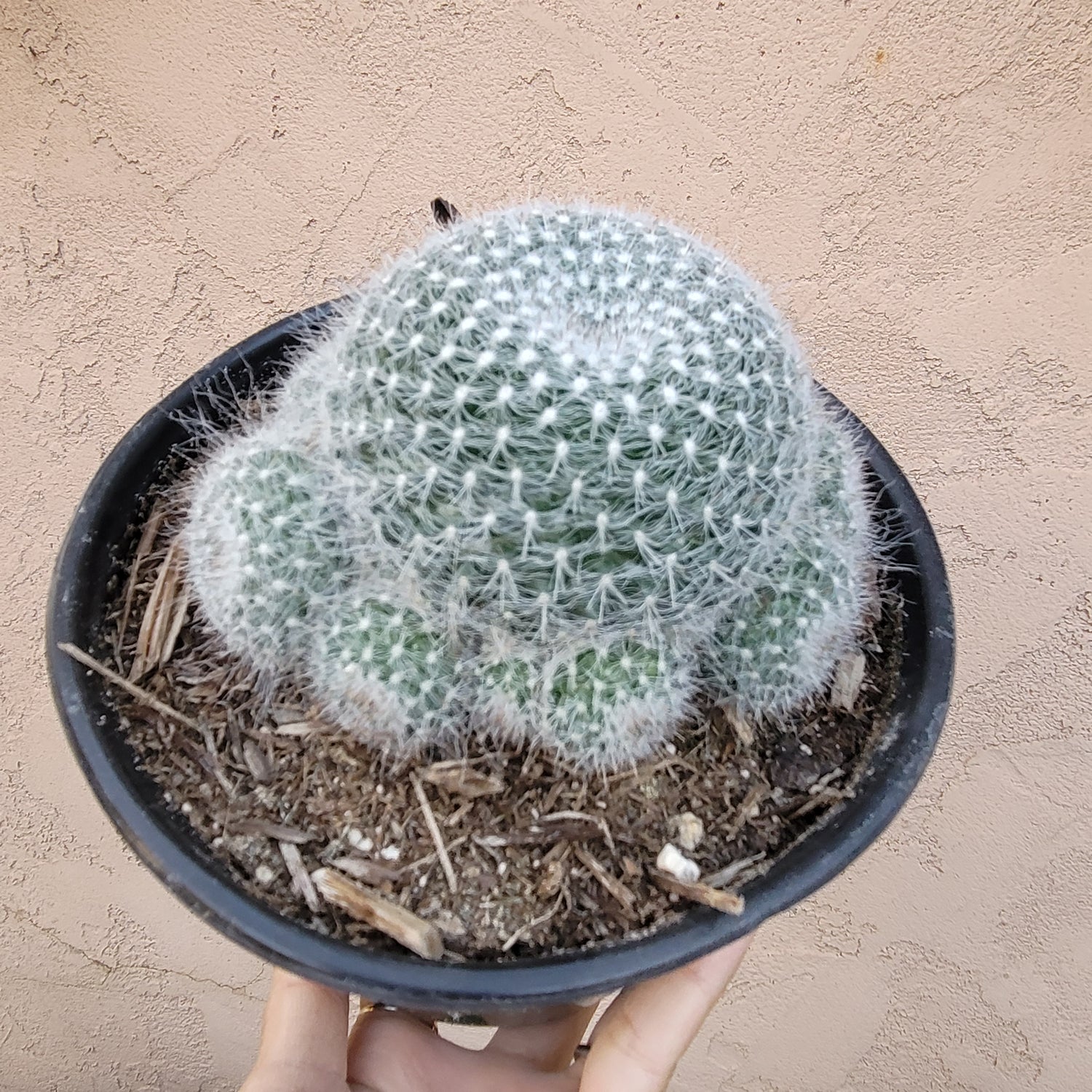 Mammillaria Hahniana "Old Lady Cactus"