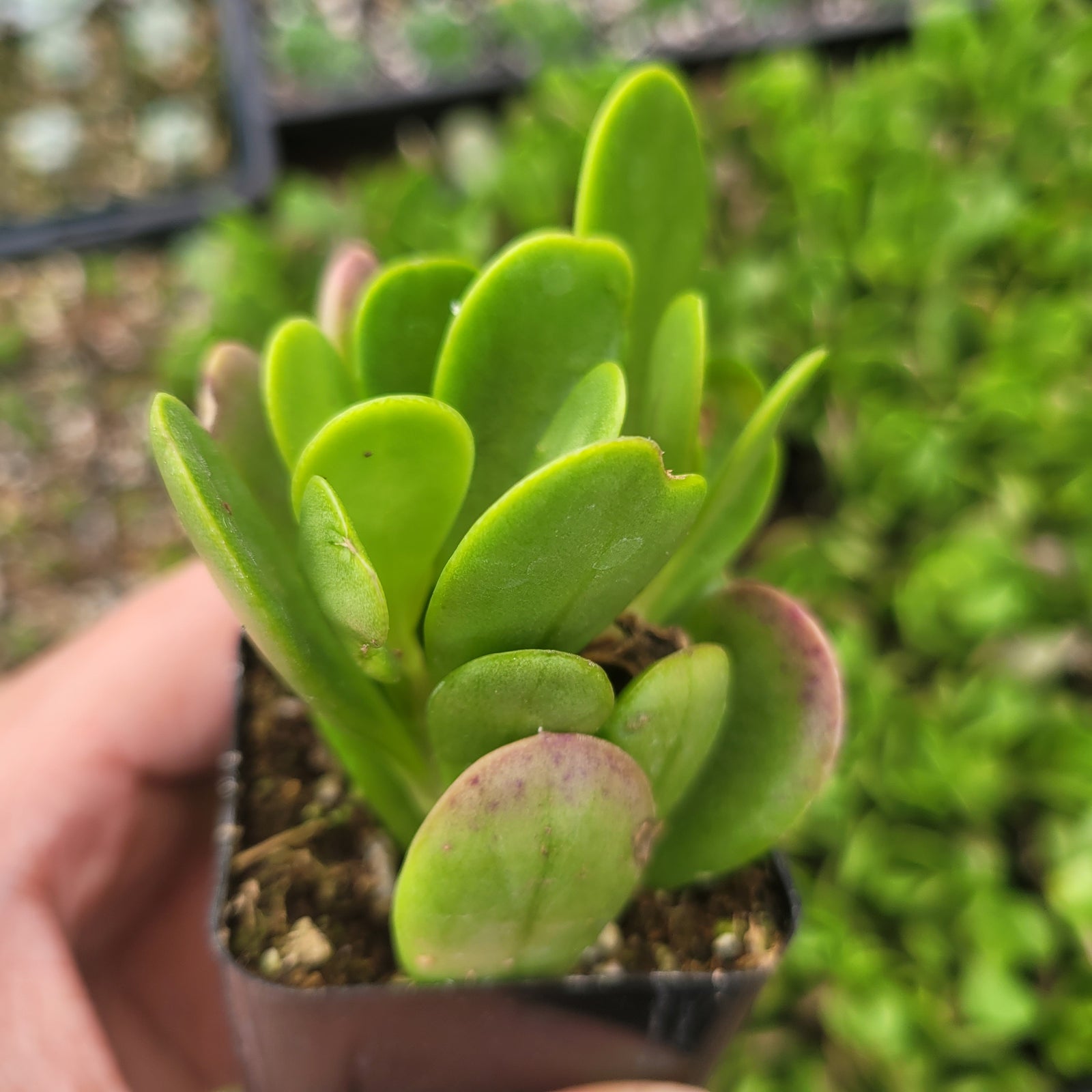 Senecio jacobsenii - Trailing Jade, Weeping Jade