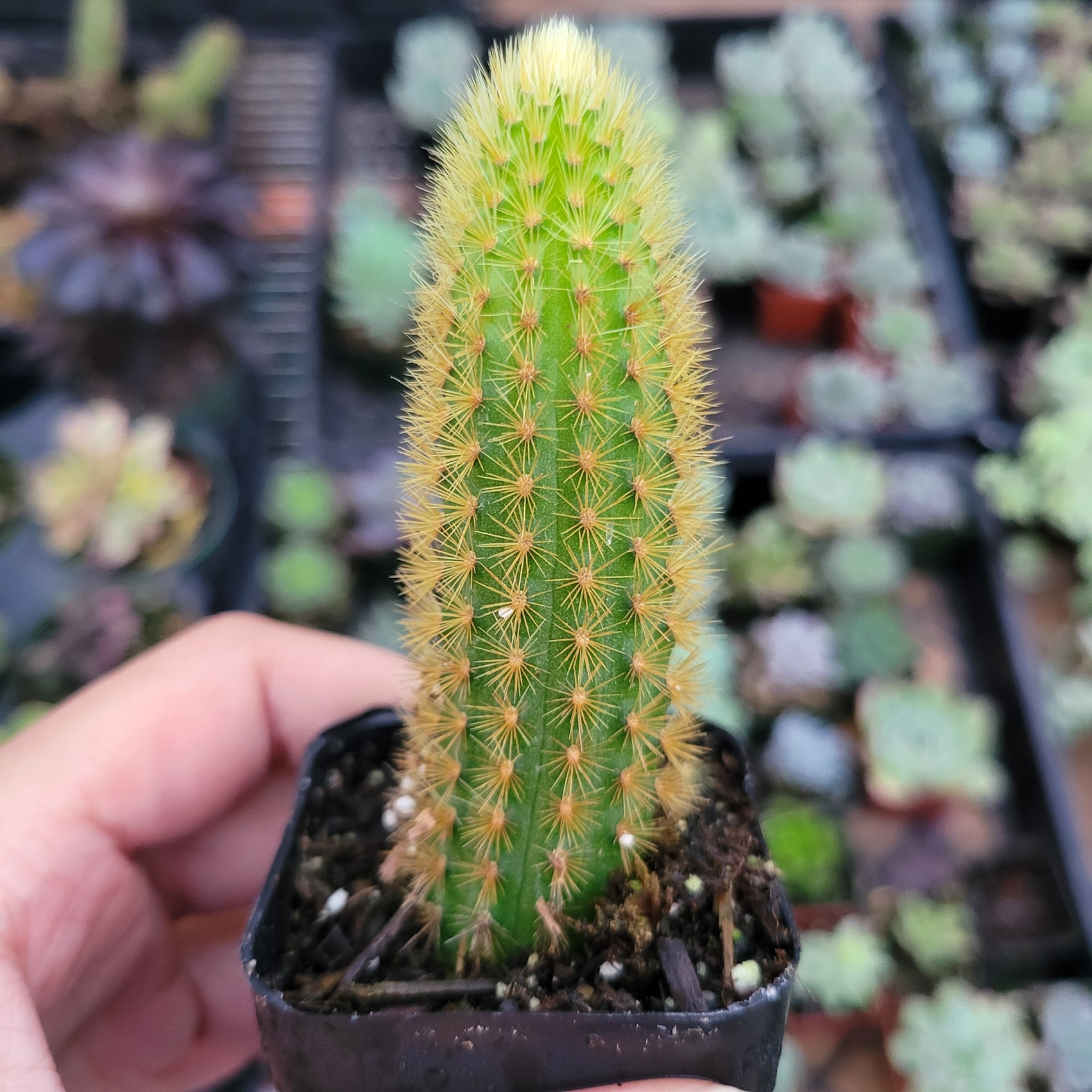 Cleistocactus winteri Golden Rat Tail