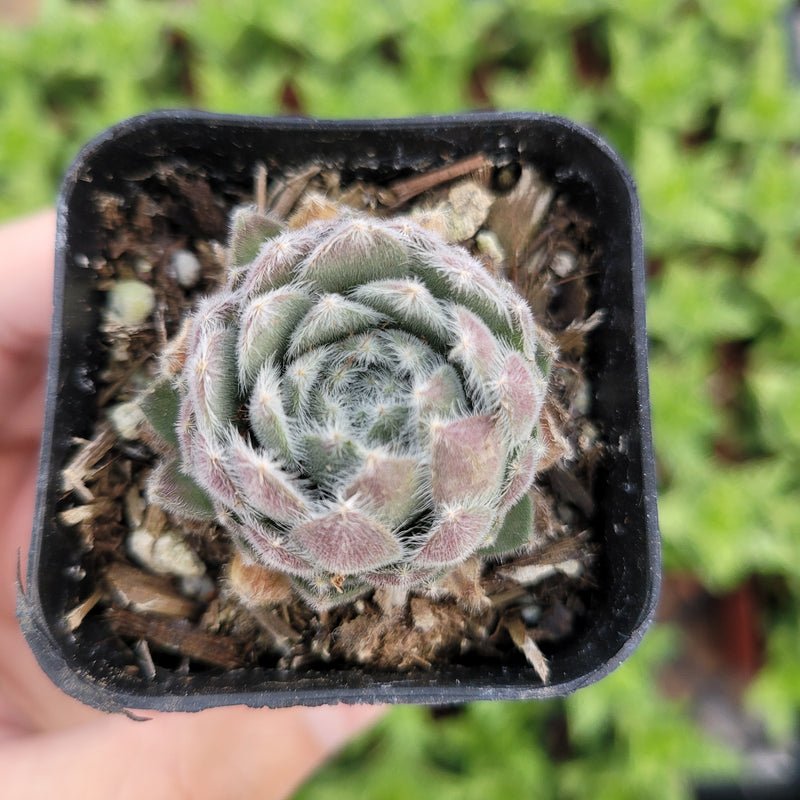Sempervivum 'Plum Fuzzy'