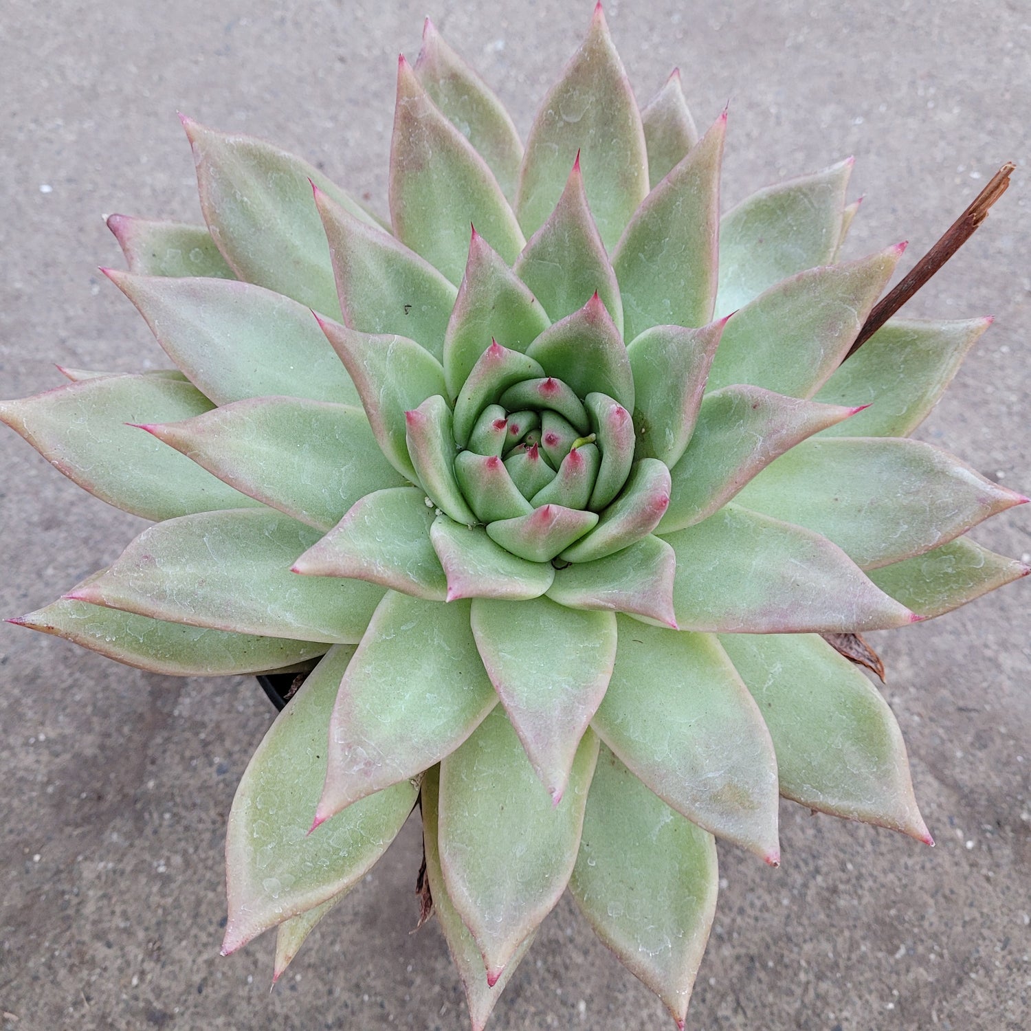 Echeveria agavoides 'Frank Reinelt'