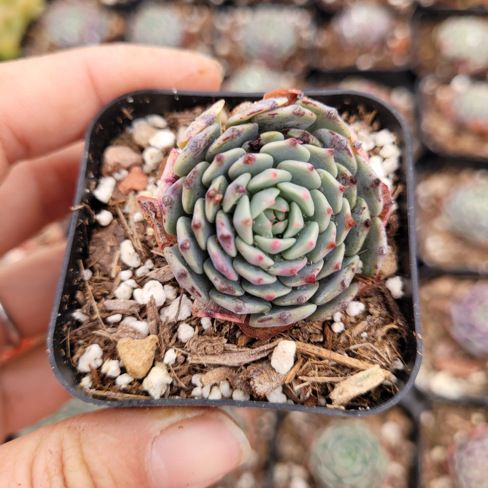 Echeveria Pinwheel Hybrid