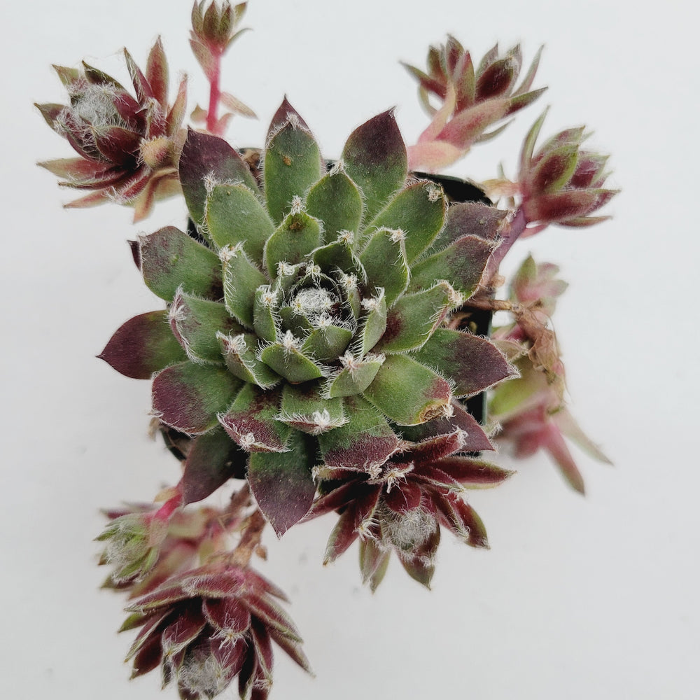 Sempervivum arachnoideum 'Red Cobweb'