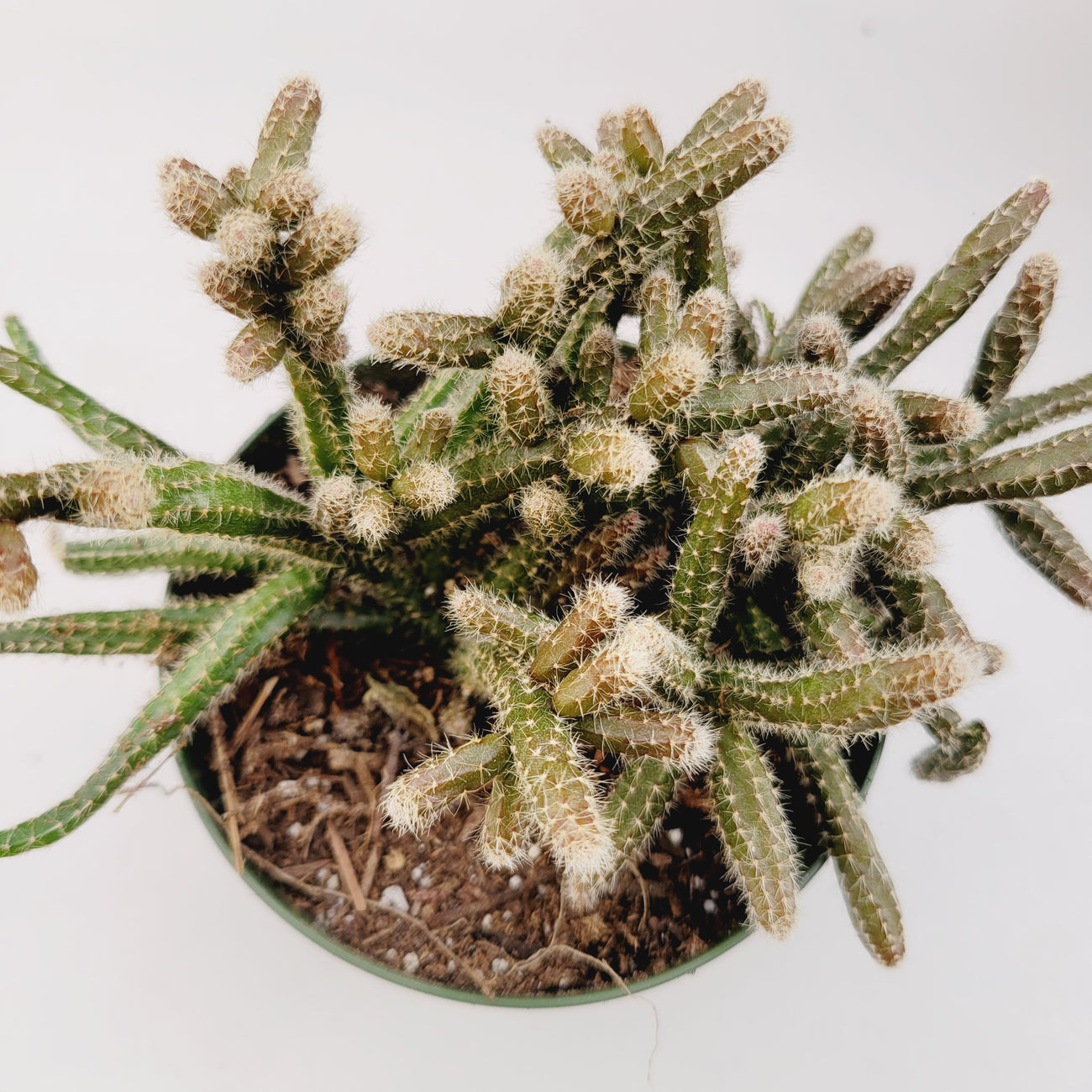 Rhipsalis baccifera subsp. horrida Mouse Tail Cactus