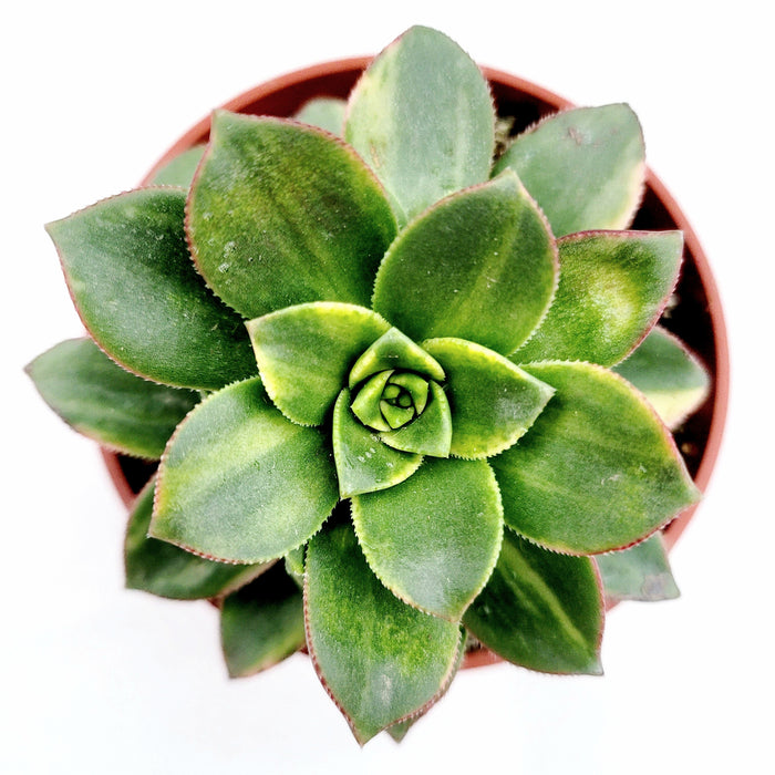 Aeonium