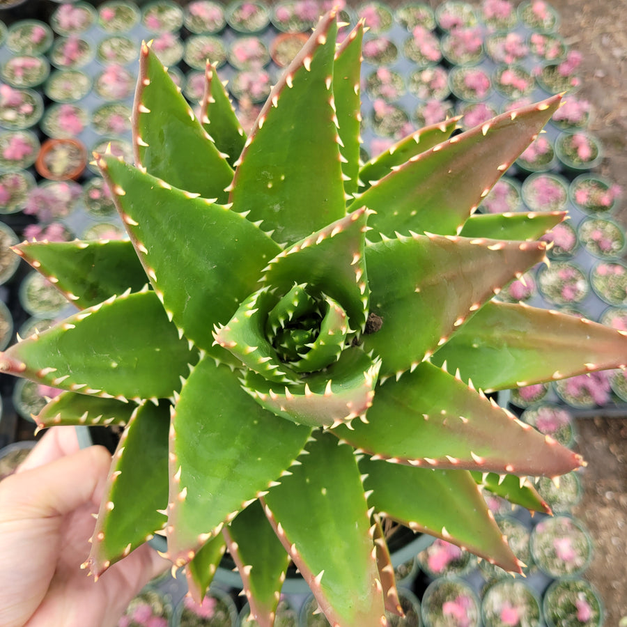 Aloe perfoliata - Mitre Aloe, Rubble Aloe