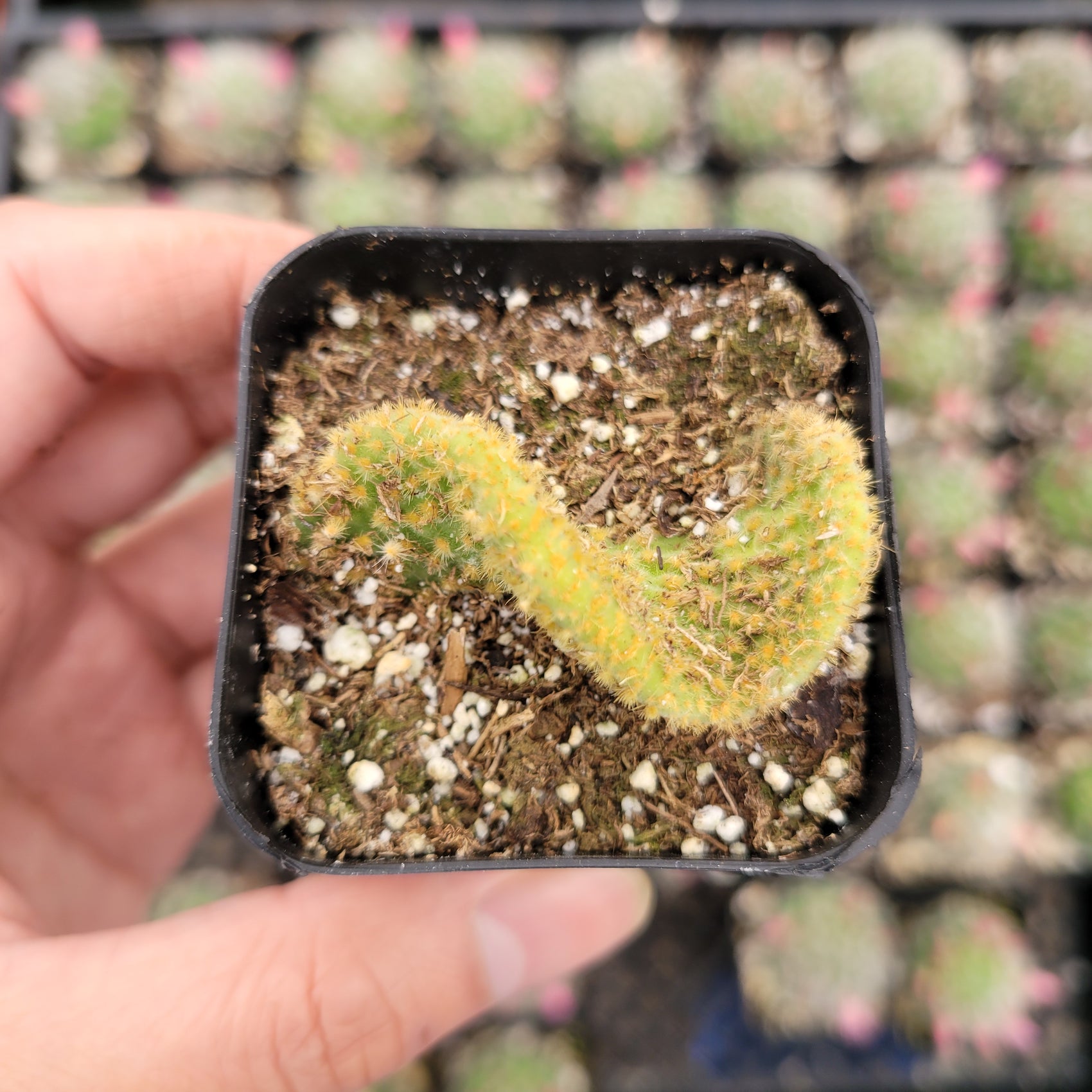 Optunia Microdasys Golden Swirl Cactus