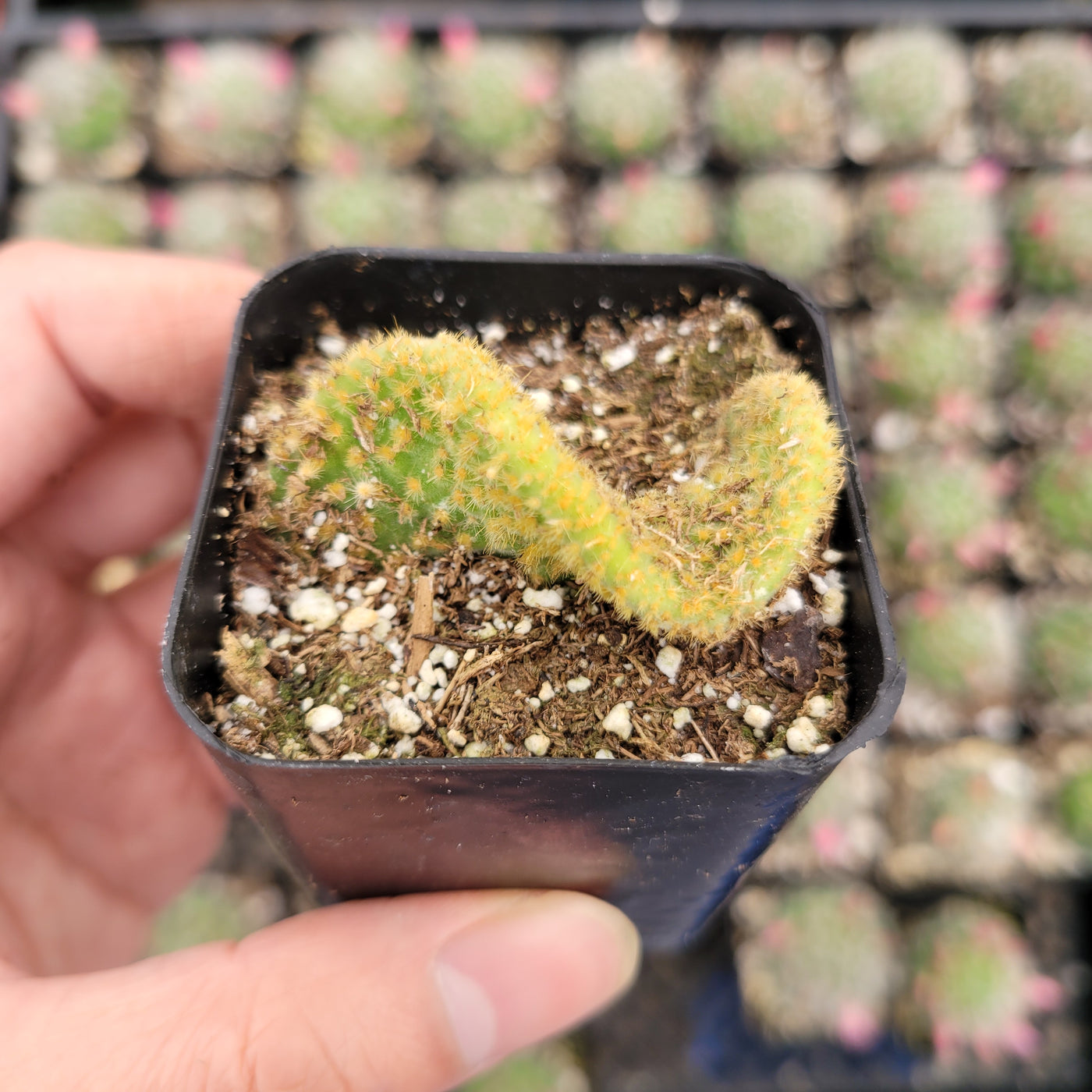 Optunia Microdasys Golden Swirl Cactus