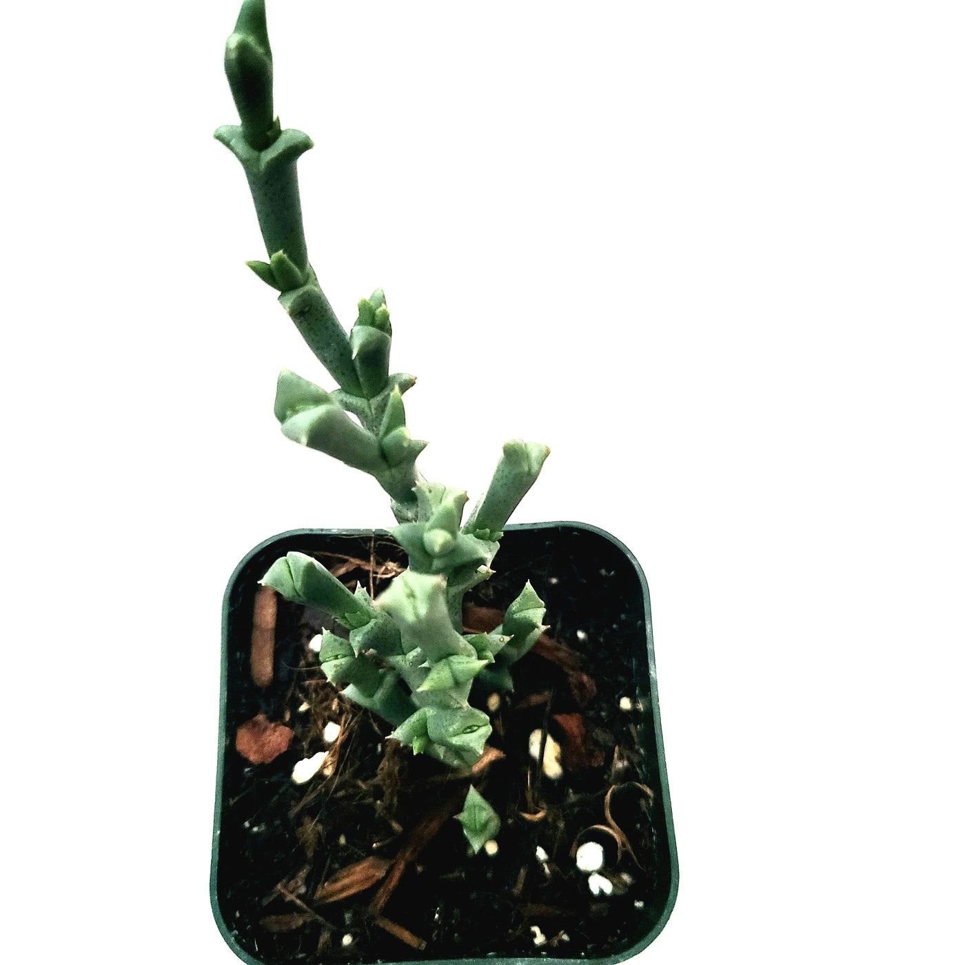 Ruschia uncinata 'Doringvygie'