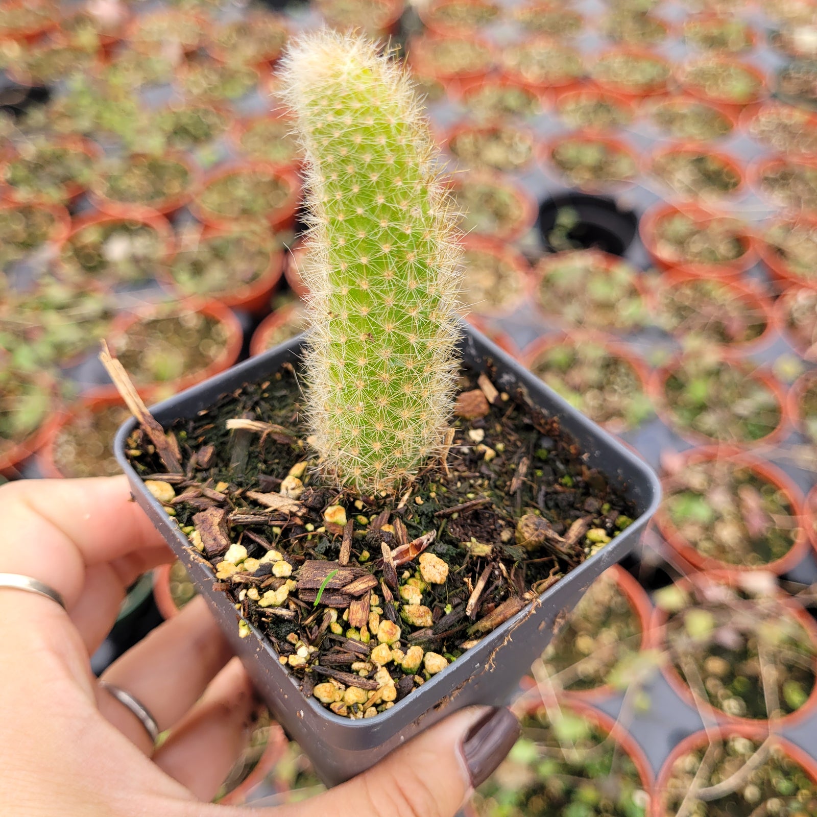 Monkey Tail Cactus Hildewintera colademononis