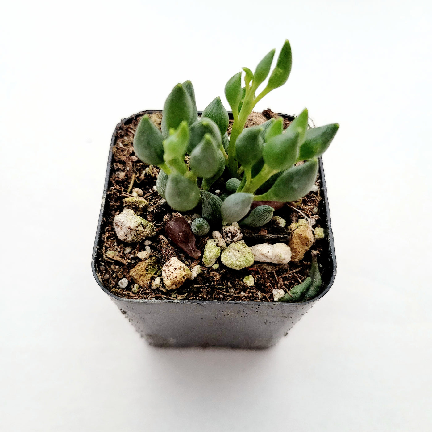 String of Tears Senecio citriformis