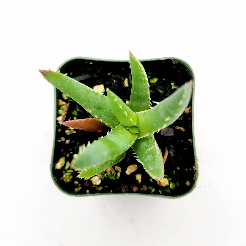Aloe 'Crosby's Prolific'