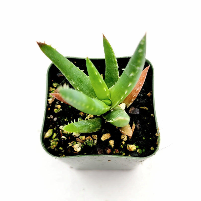 Aloe 'Crosby's Prolific'