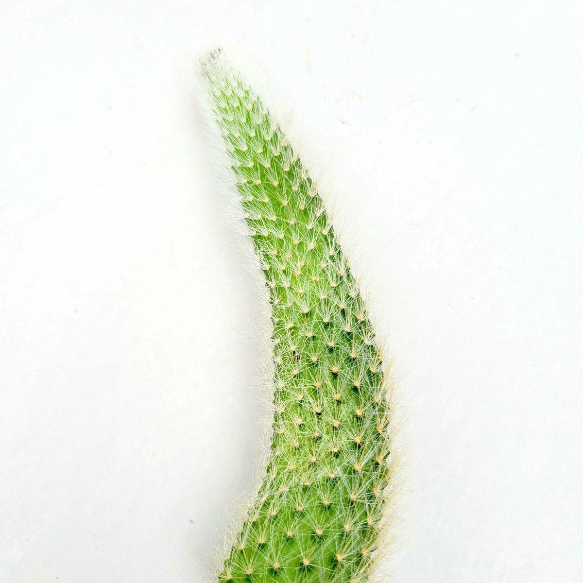 Monkey Tail Cactus Hildewintera colademononis