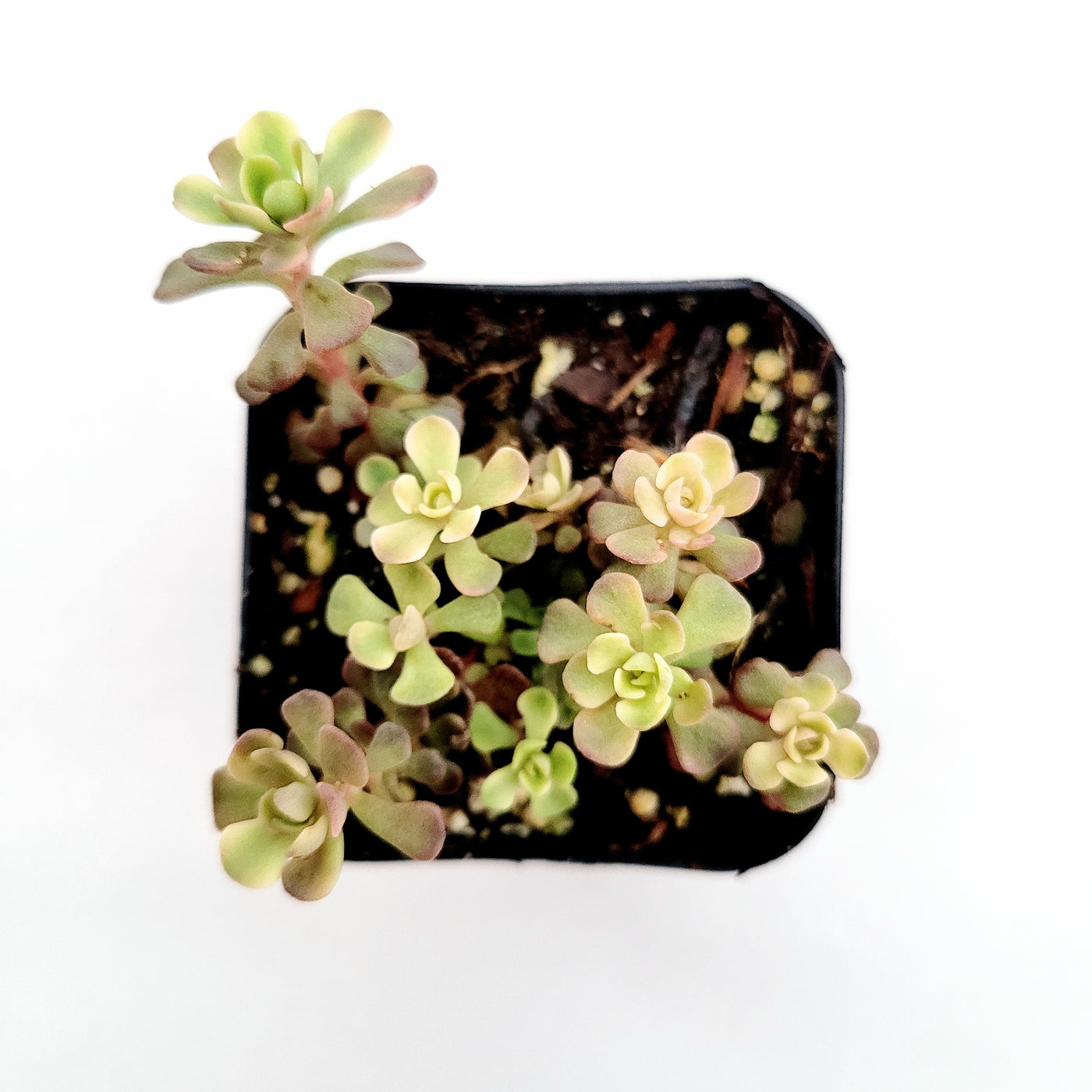 Sedum nevii - Nevius' Stonecrop