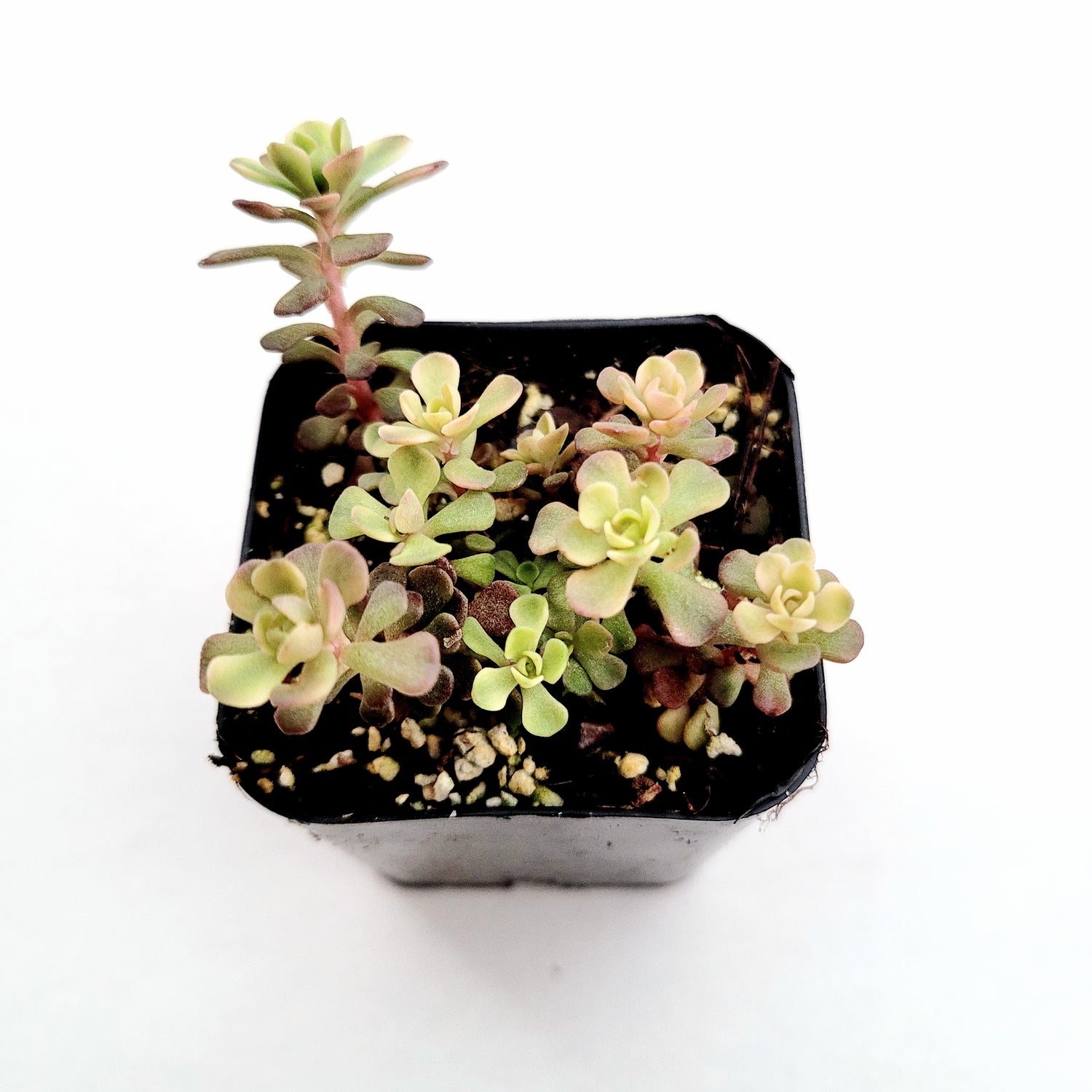 Sedum nevii - Nevius' Stonecrop
