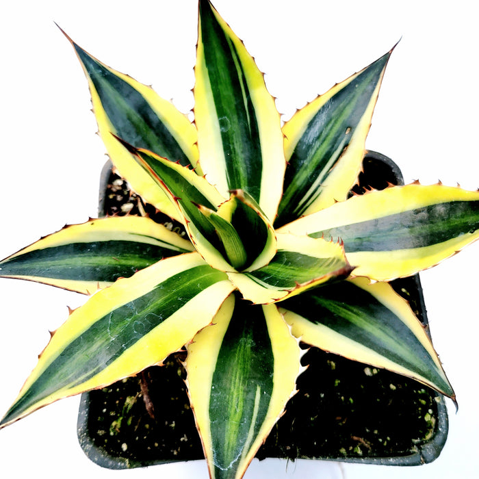 Aloe / Agave / Mangave / Gasteria – Page 2