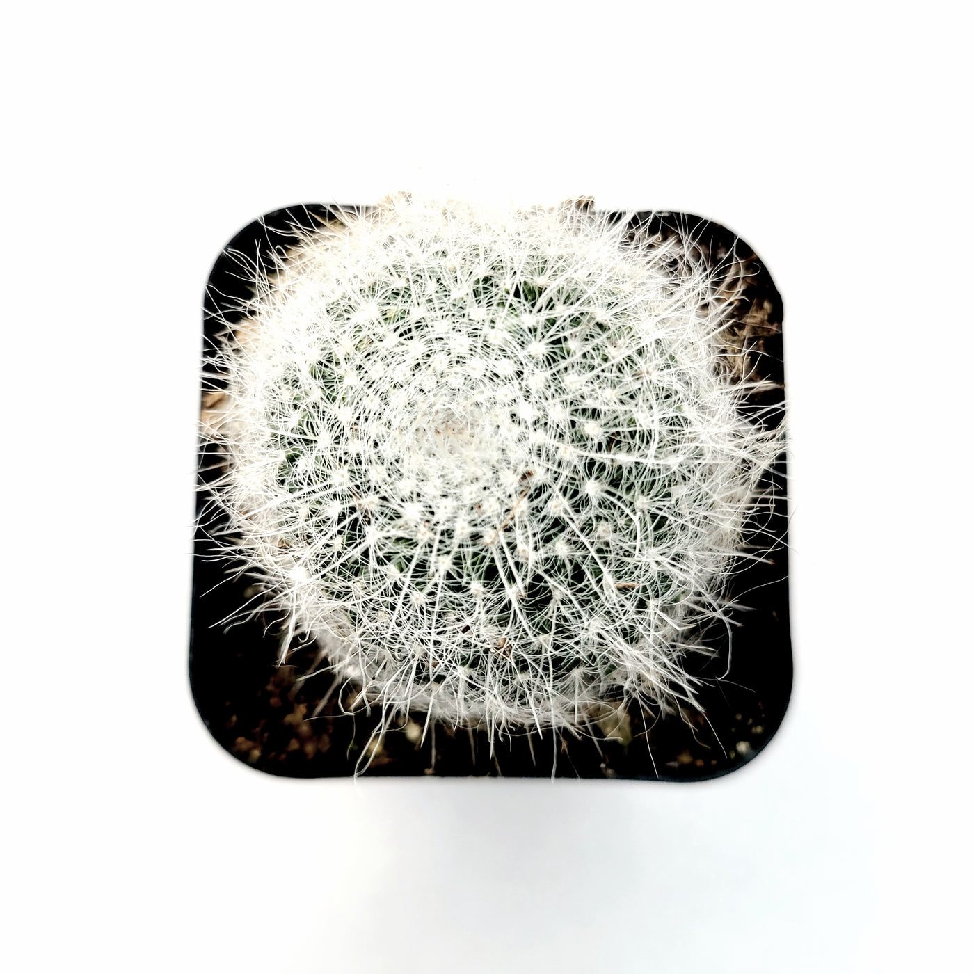 Mammillaria Hahniana "Old Lady Cactus"