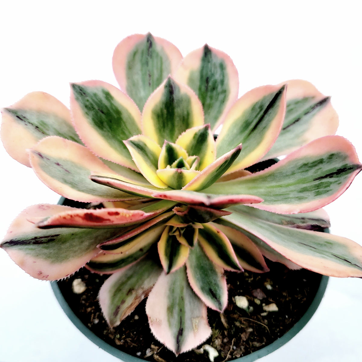 Aeonium 'Sunburst'