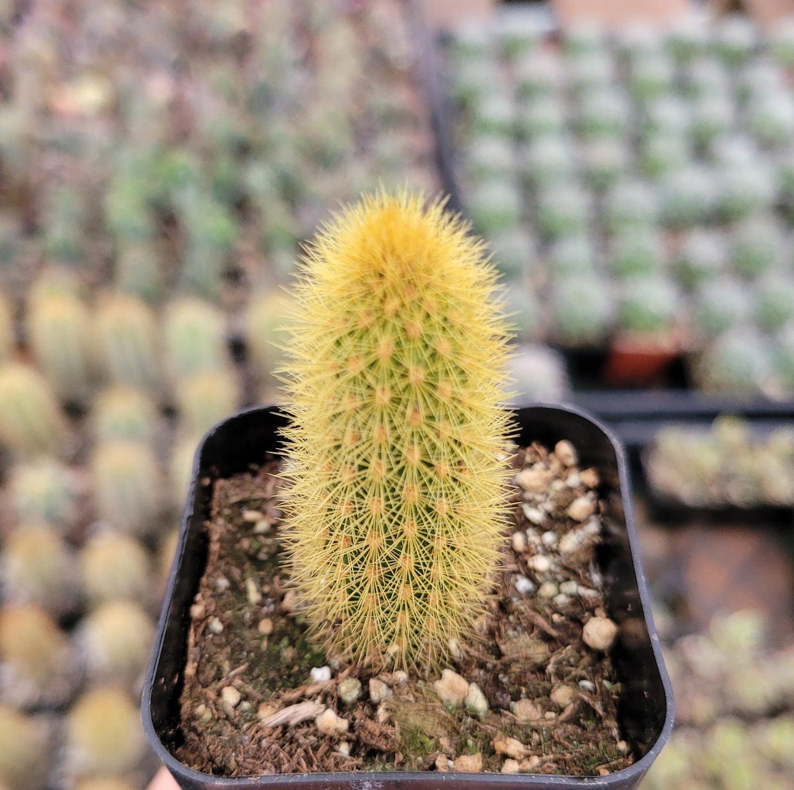 Cleistocactus winteri Golden Rat Tail