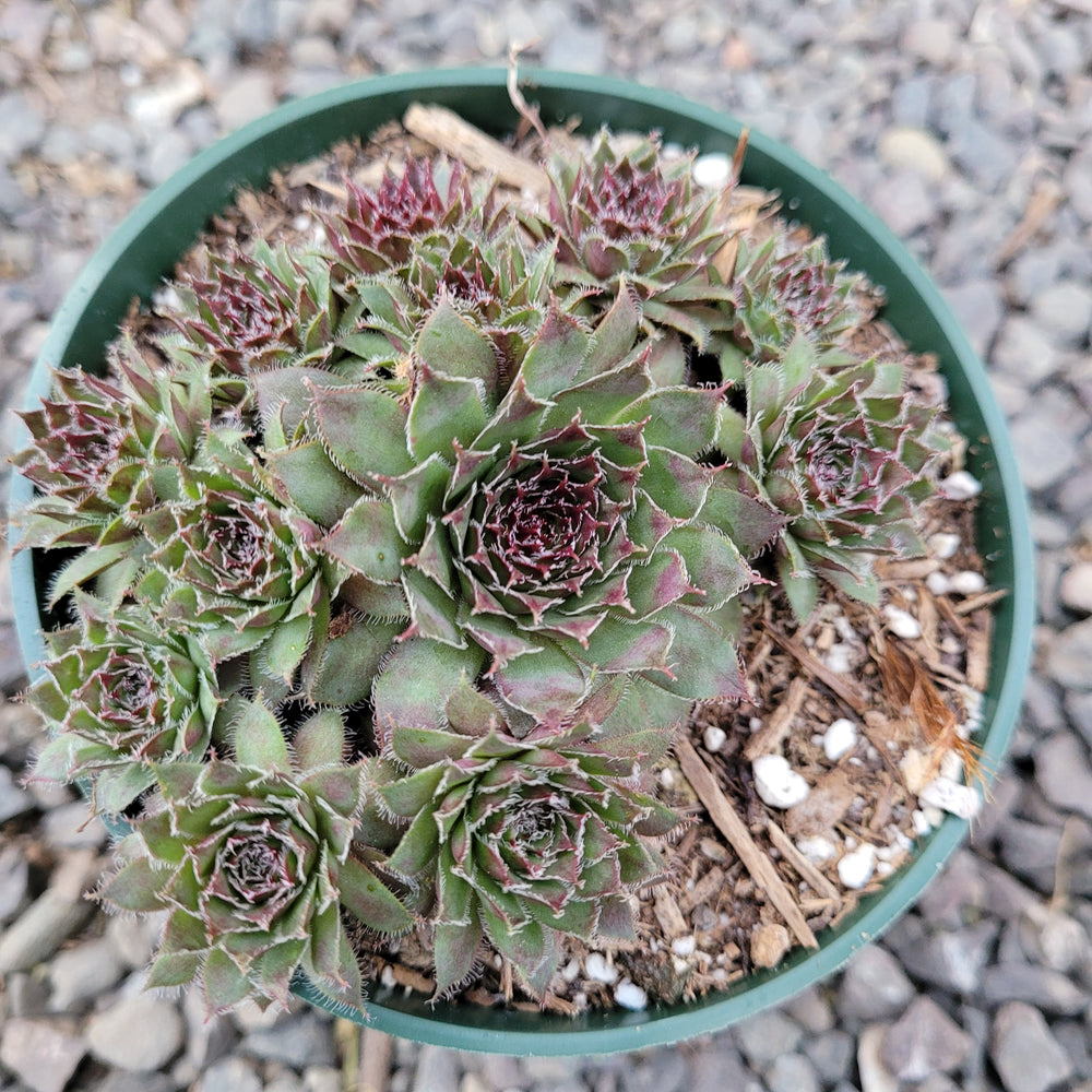 Sempervivum Red Ruby