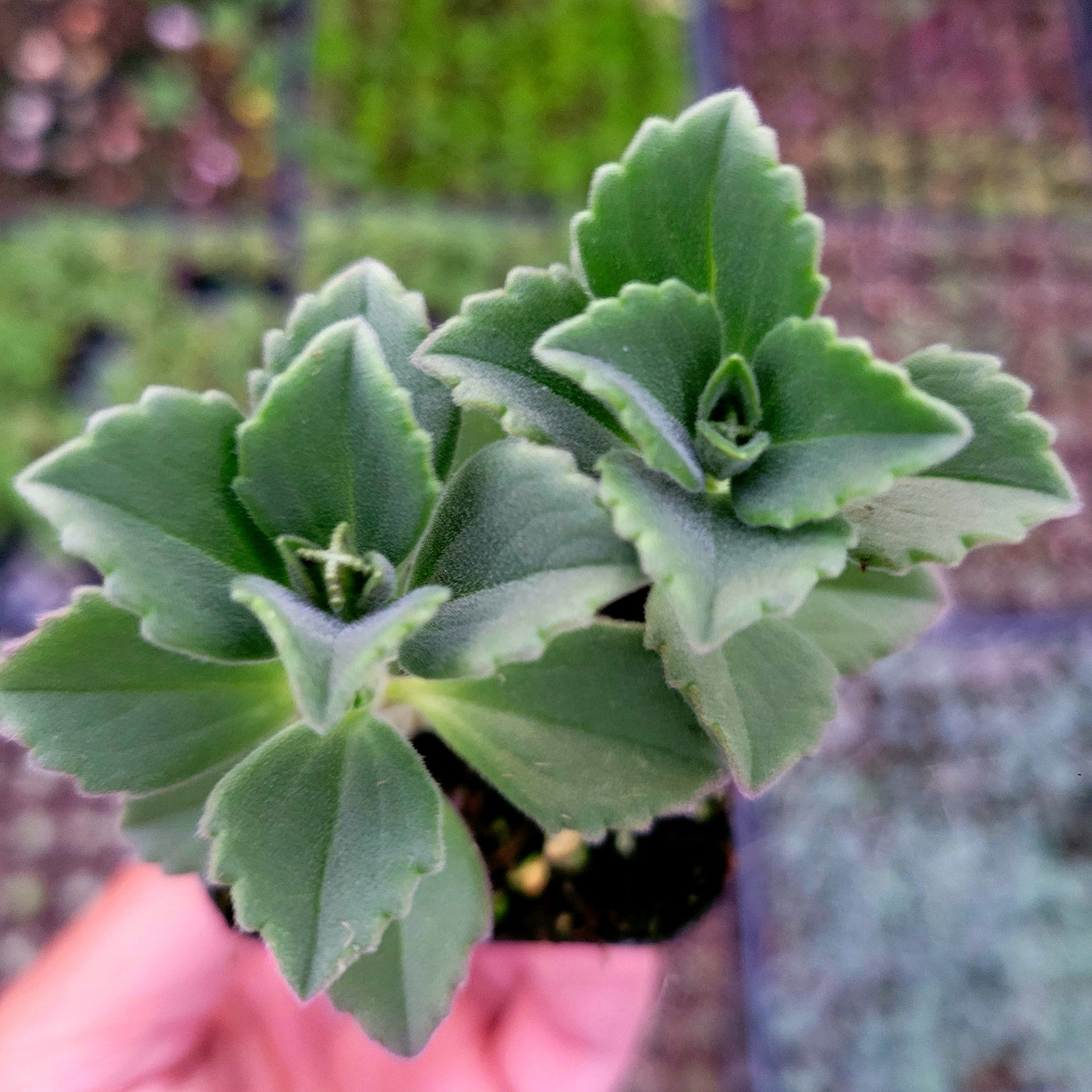 Plectranthus neochilus Mike's Fuzzy Wuzzy