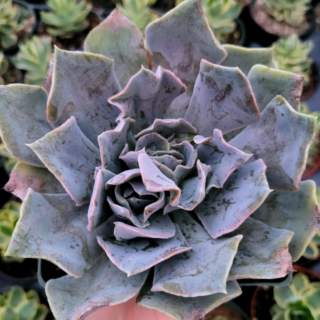 Echeveria shaviana 'Pink Frills'