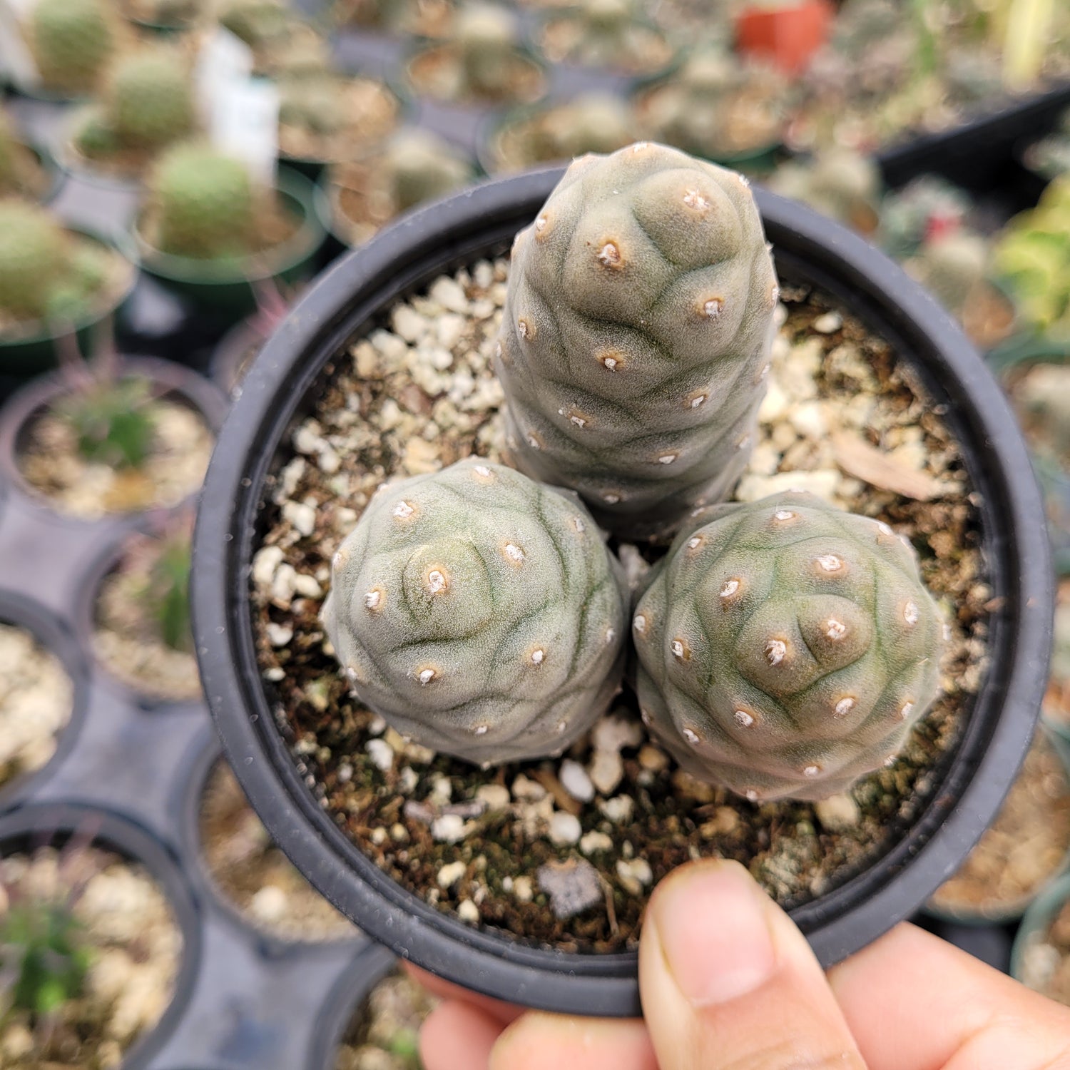 Tephrocactus articulatus var. inermis - Pine Cone Cactus