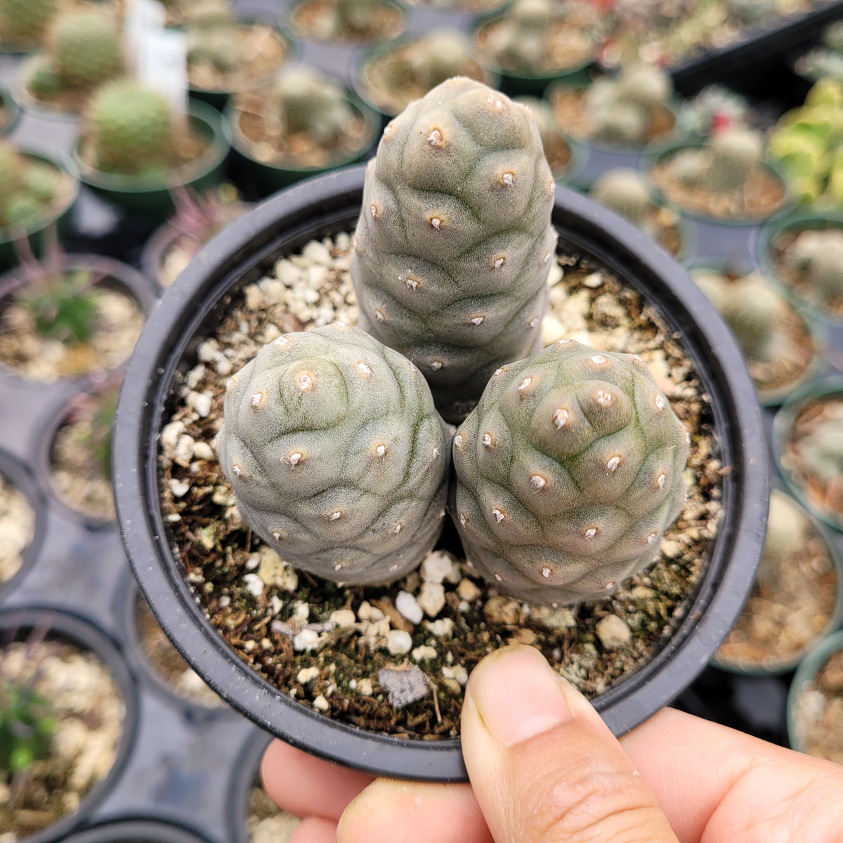 Tephrocactus articulatus var. inermis - Pine Cone Cactus