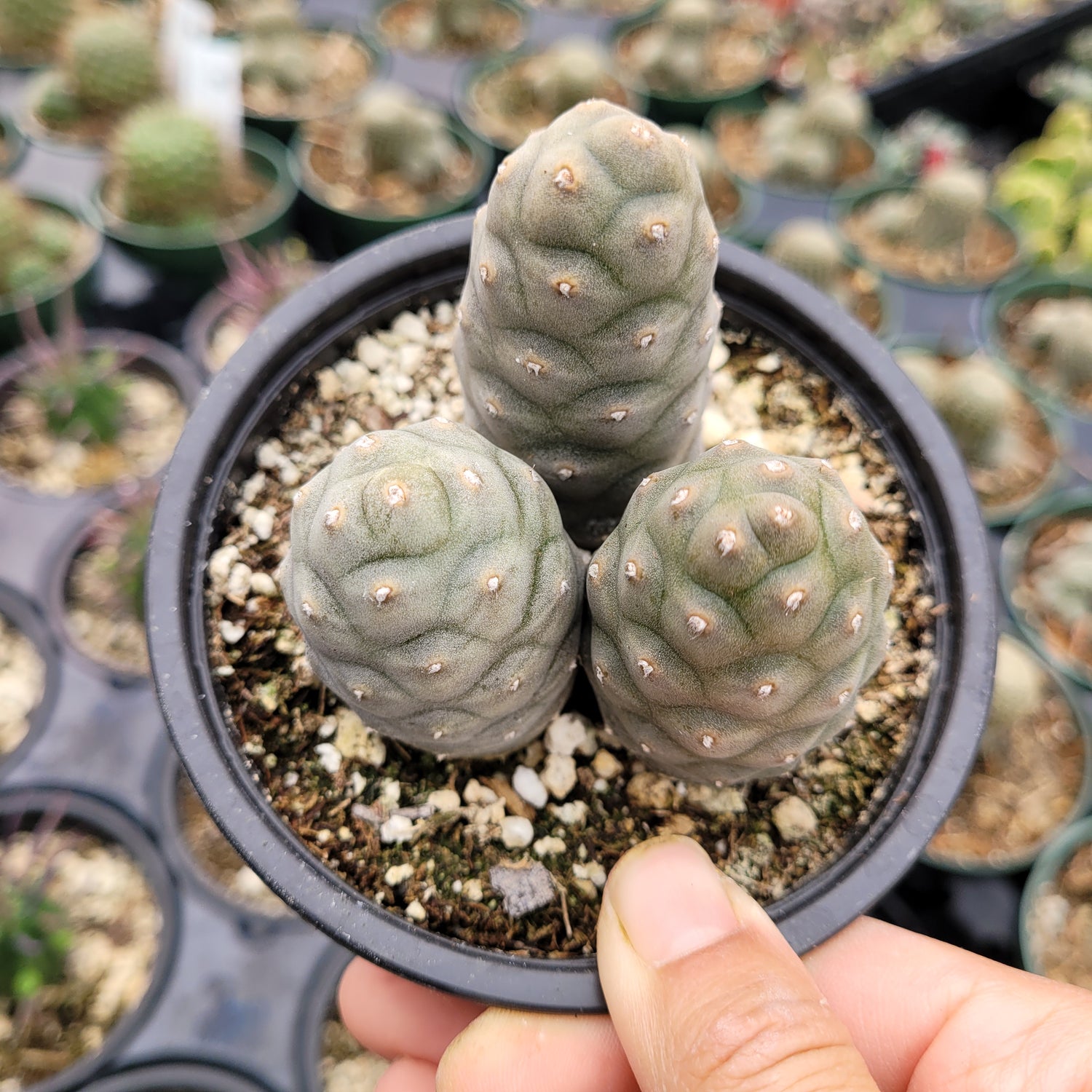 Tephrocactus articulatus var. inermis - Pine Cone Cactus