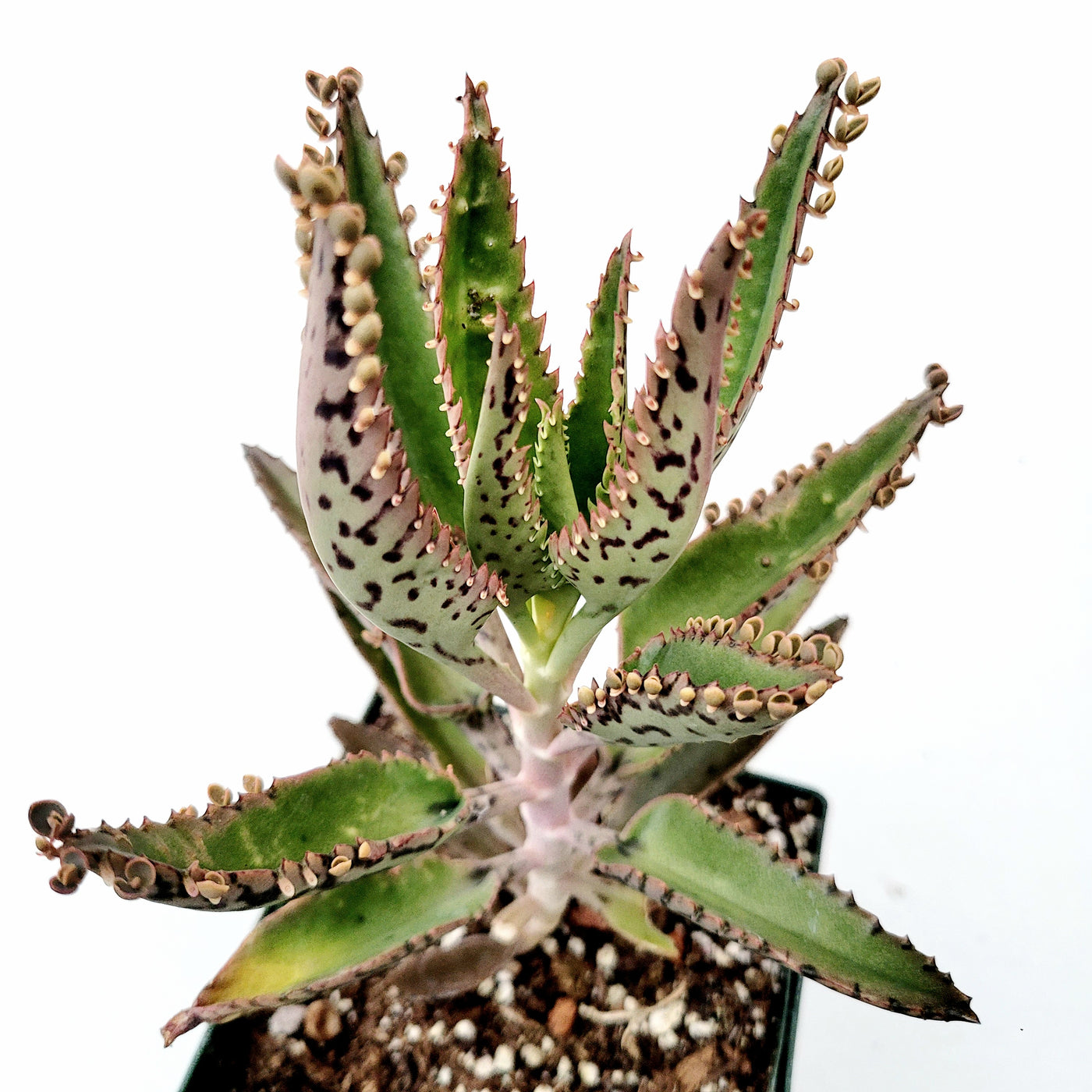 Kalanchoe Tubiflora Mother Of Millions