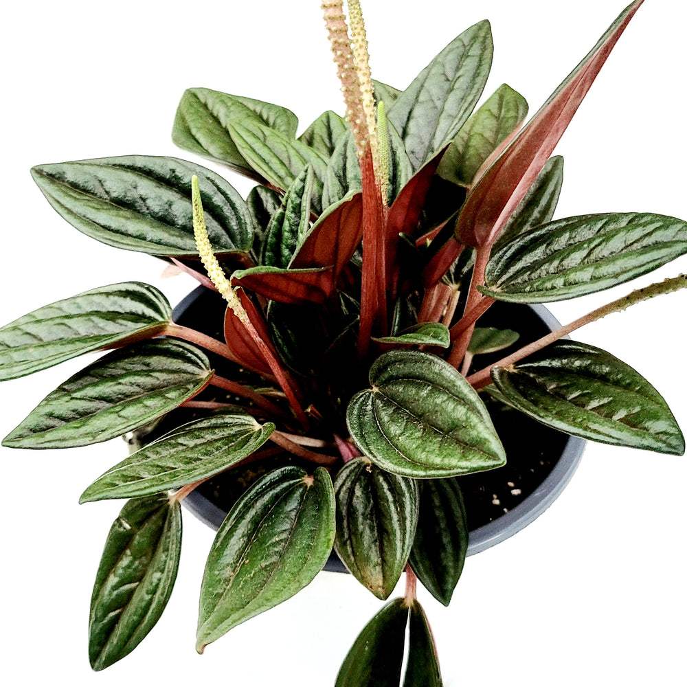 Peperomia 'Rosso'