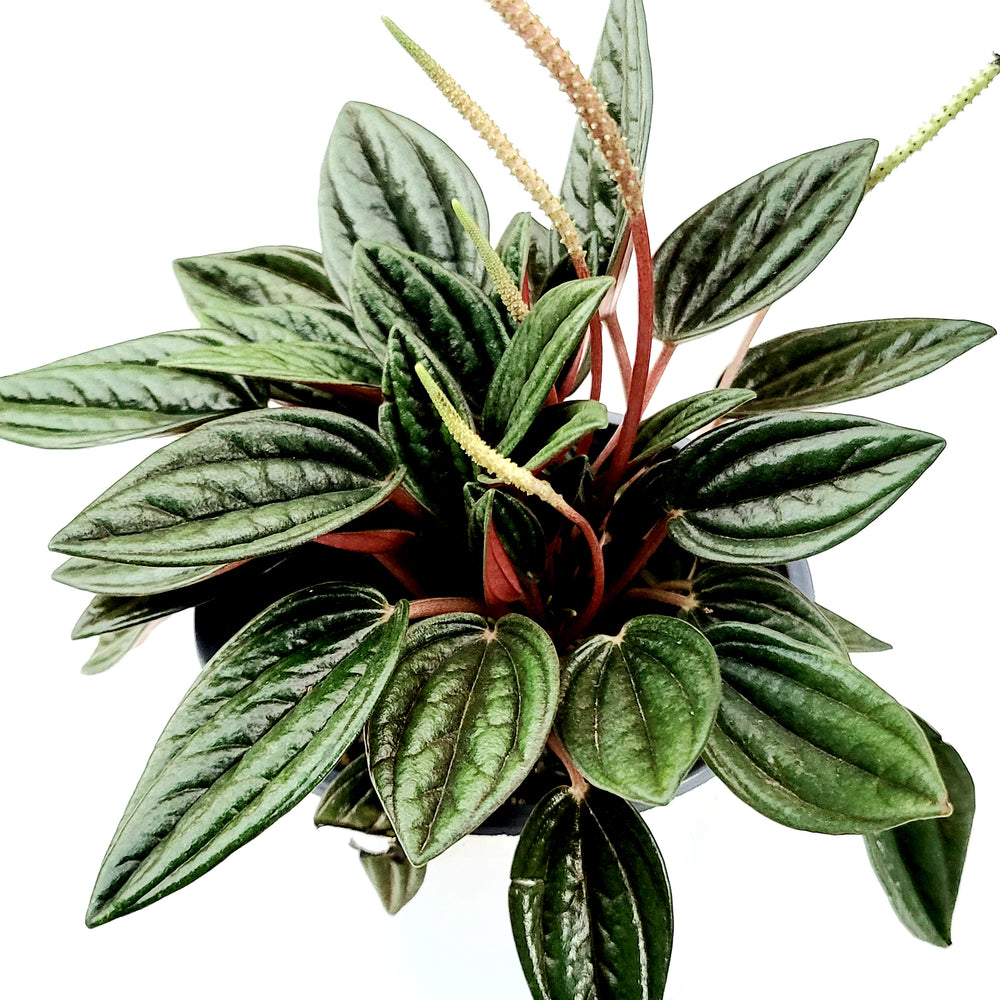Peperomia 'Rosso'