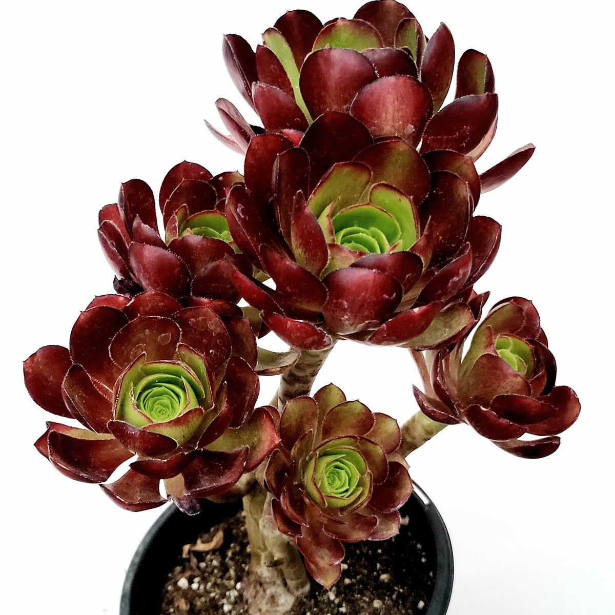 Aeonium arboreum 'Silk Pinwheel'