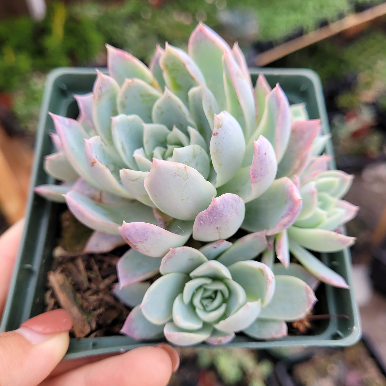 Echeveria 'Violet Queen'