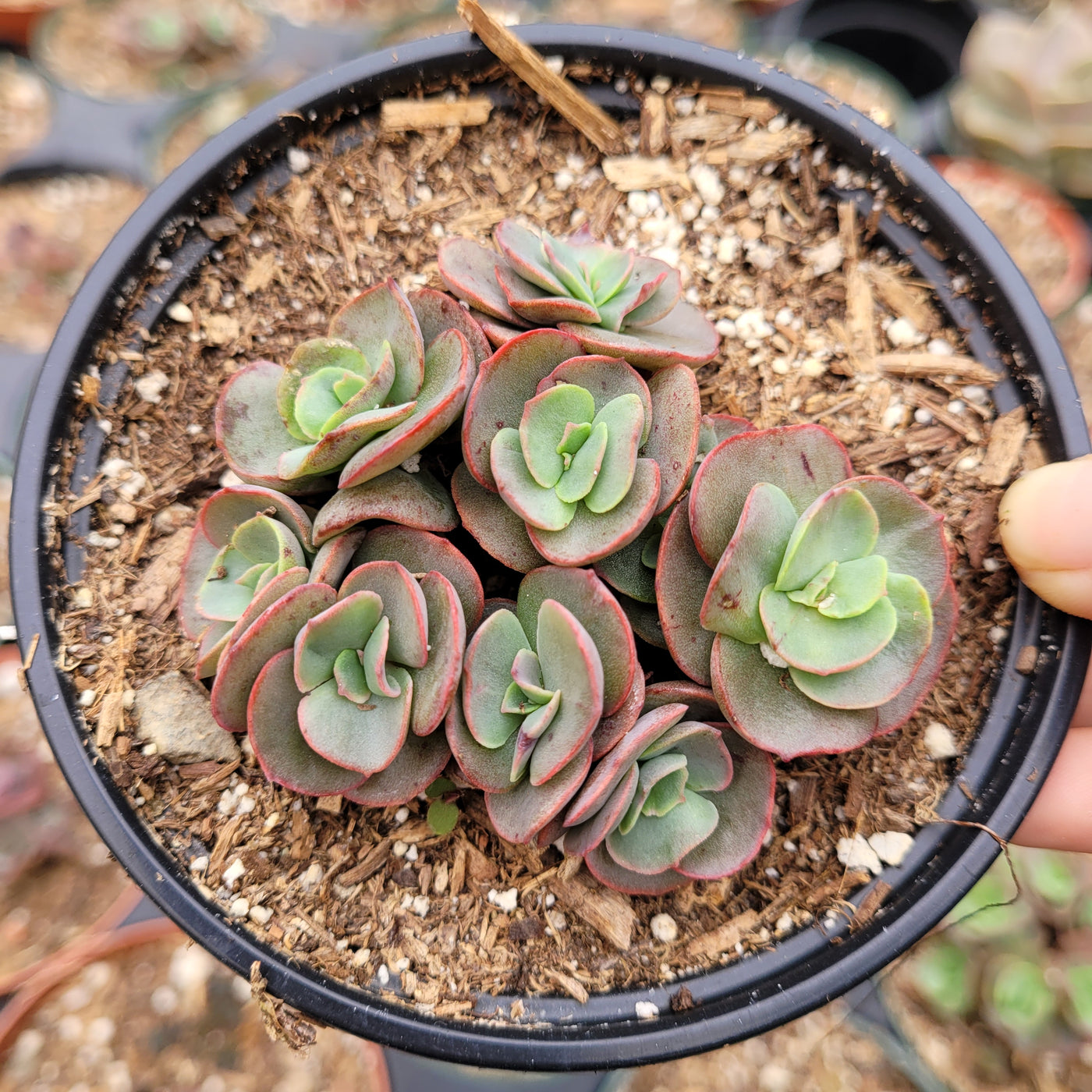 Echeveria Suyon