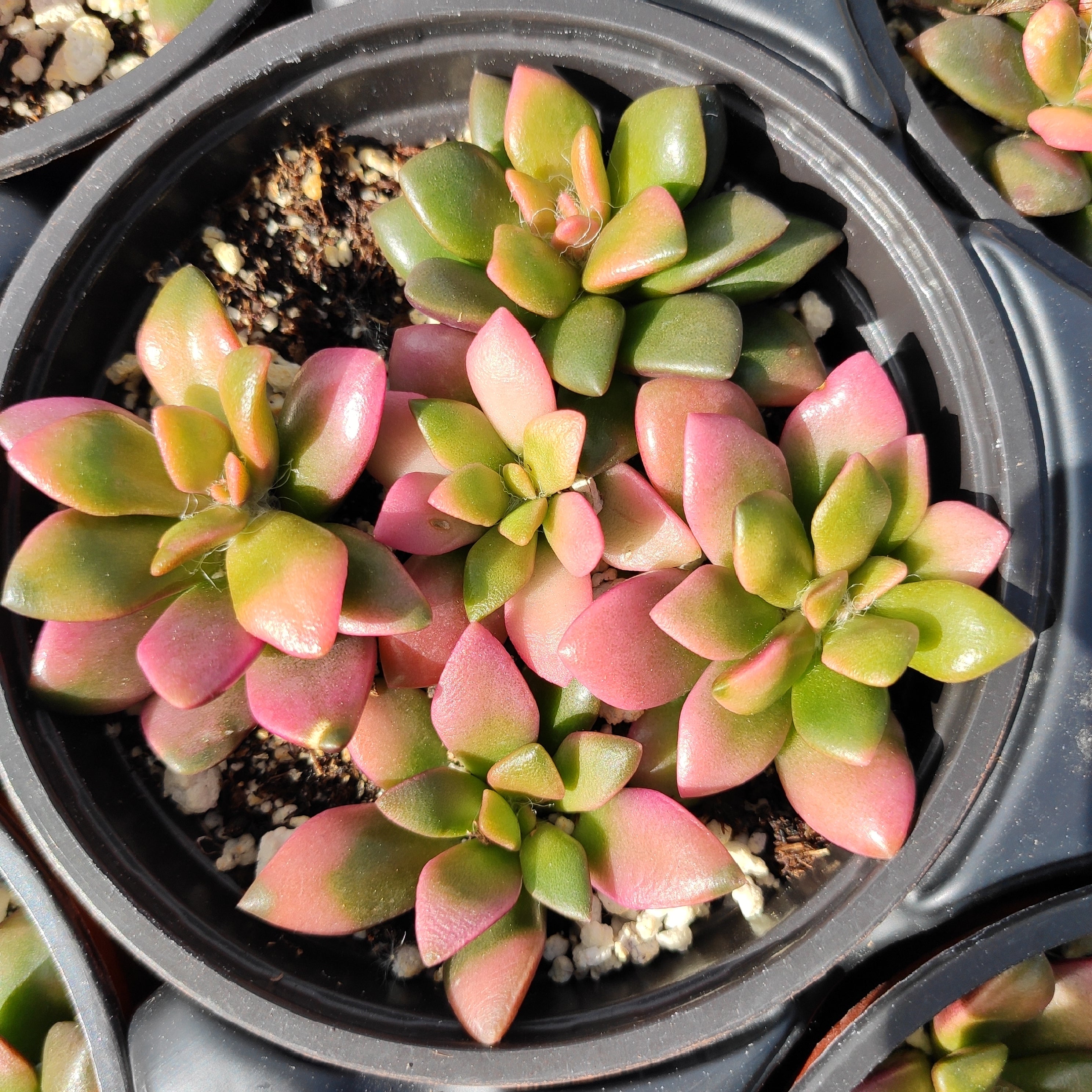 Anacampseros telephiastrum variegata 'Sunrise'