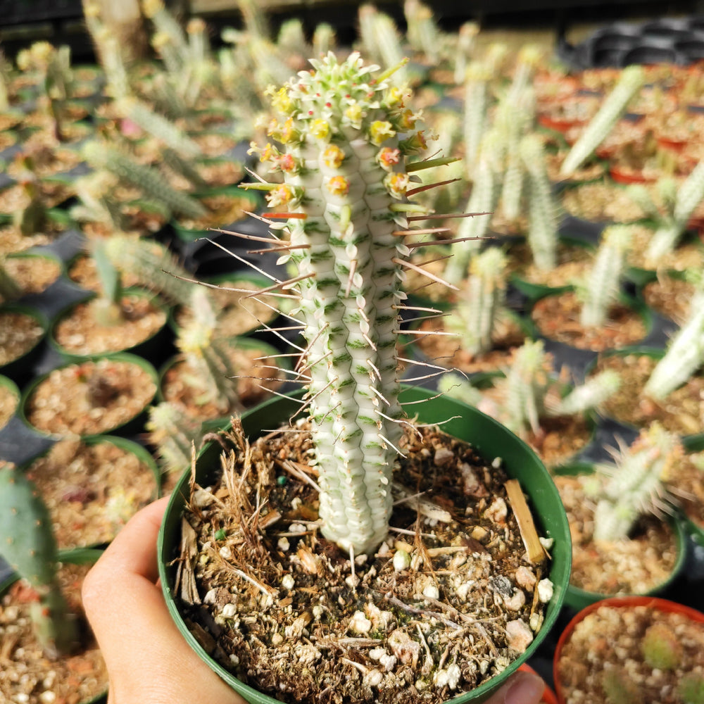 Variegated Corn Cob Cactus Euphorbia mammillaris